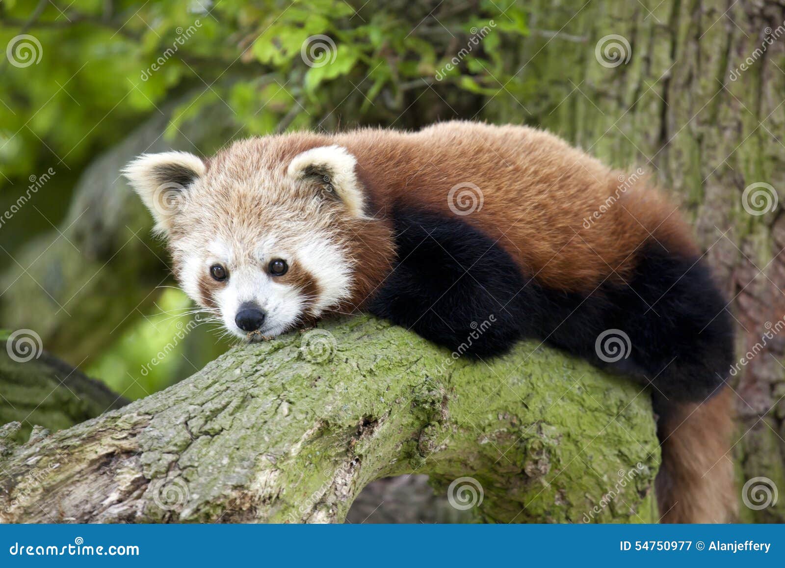 Red Panda stock image. Image of zoology, animal, bear - 54750977