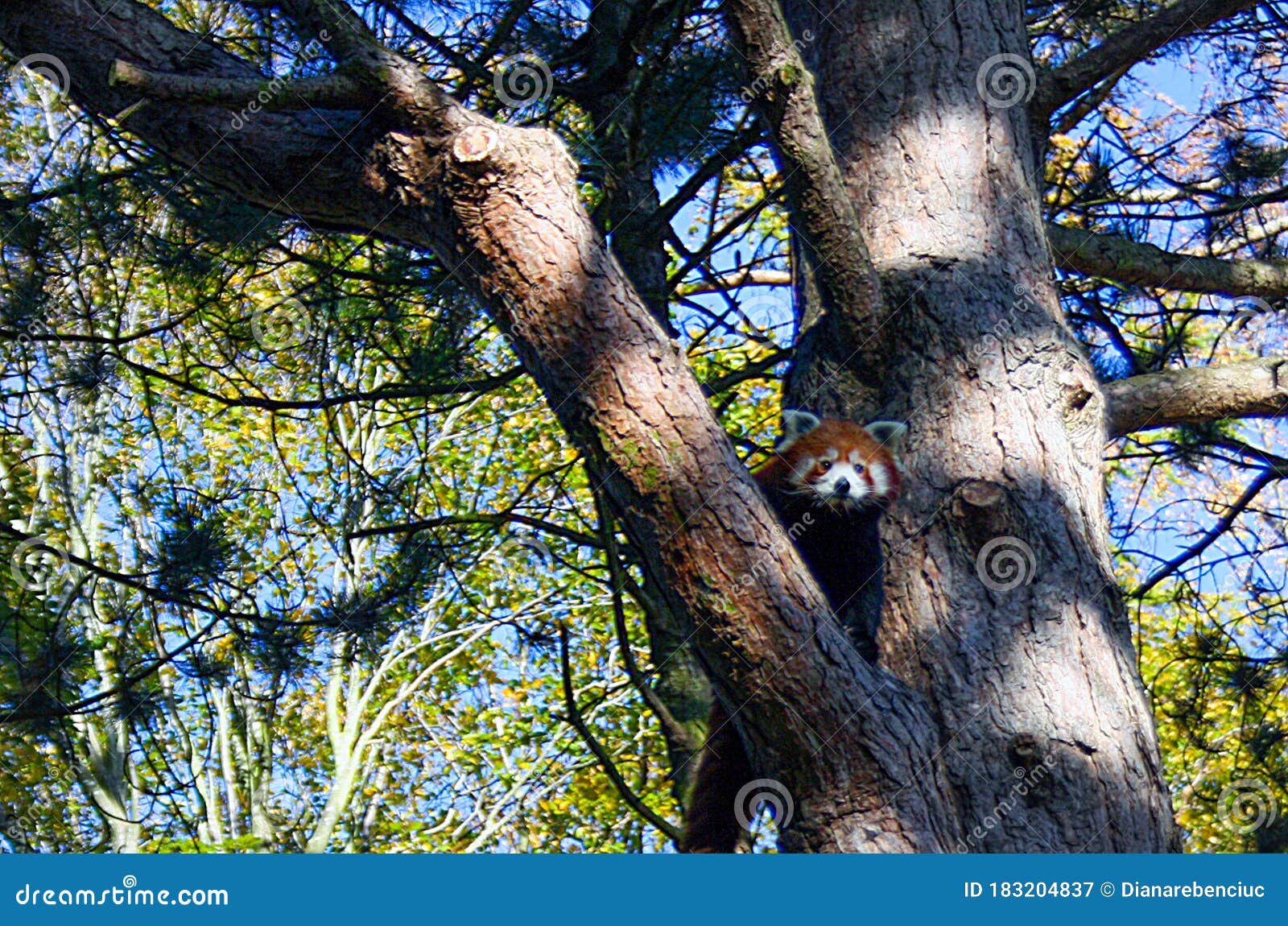 Red panda in the tree stock image. Image of looking - 183204837