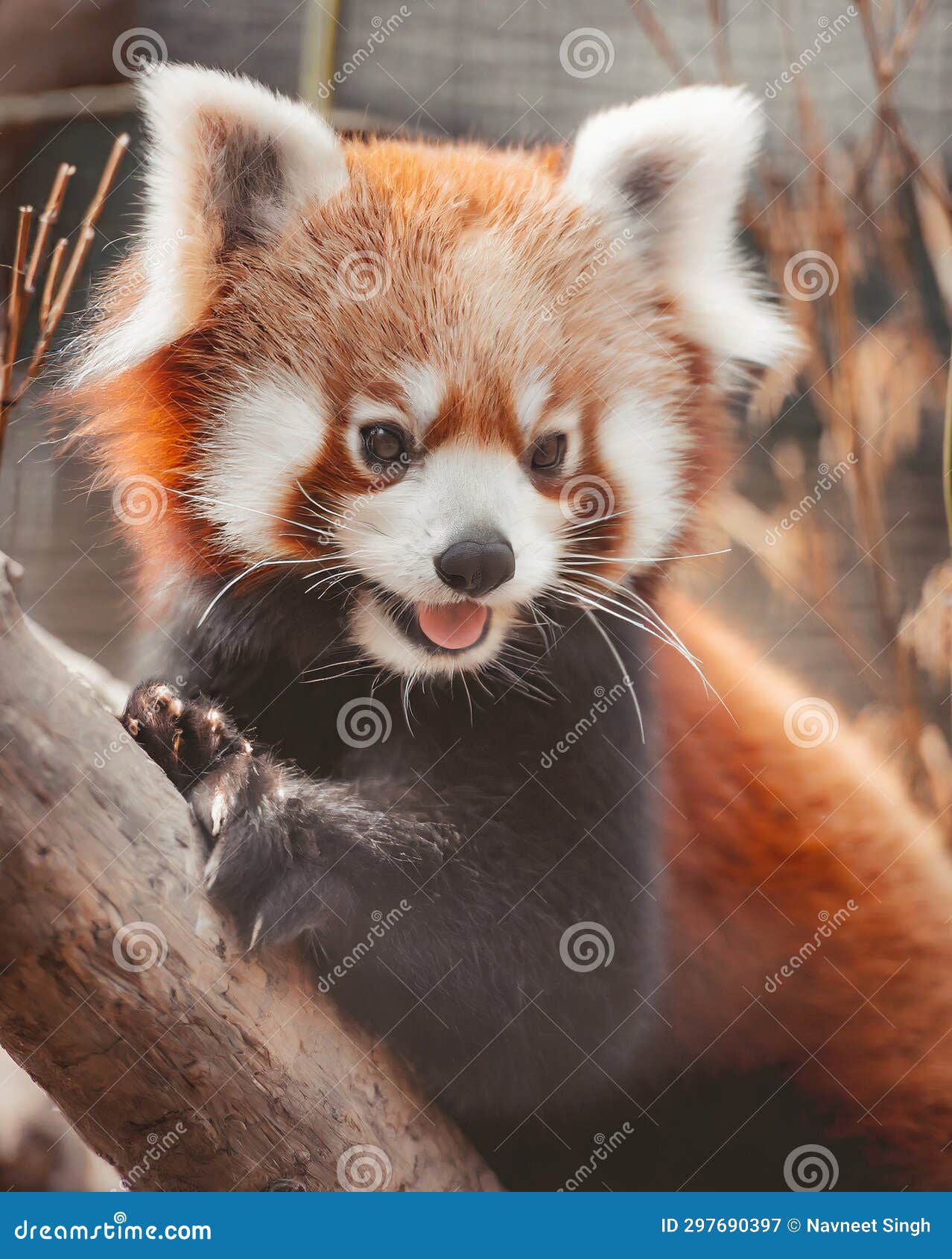 A Red Panda is Sitting on a Tree Branch and Looking at the Camera ...