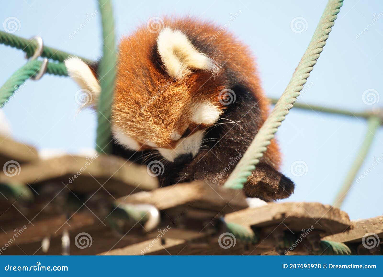 A Red Panda Sleeping on Its Back Stock Photo - Image of sleeping, tails ...