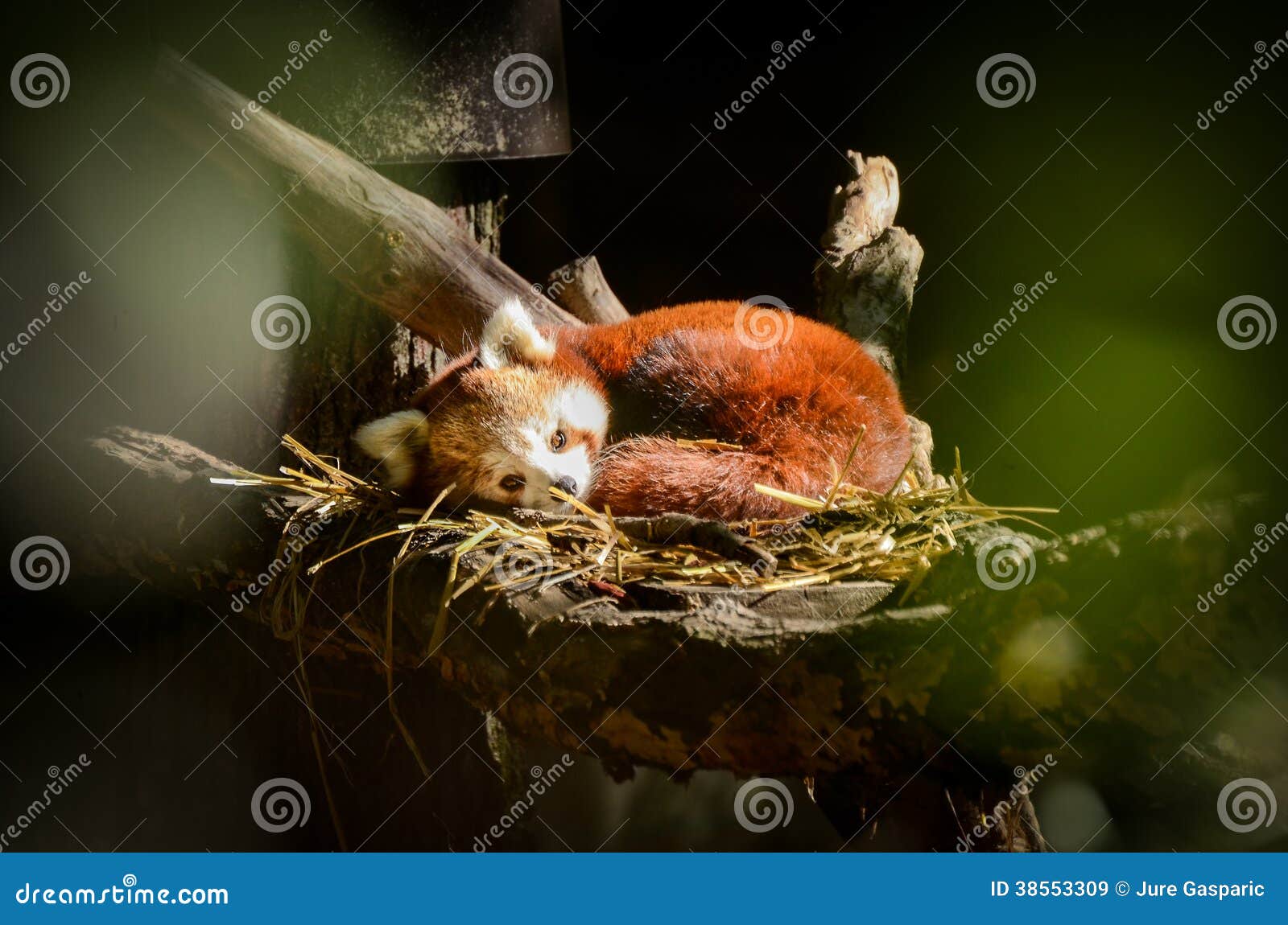 Red Panda stock image. Image of firefox, mammal, catbear - 38553309