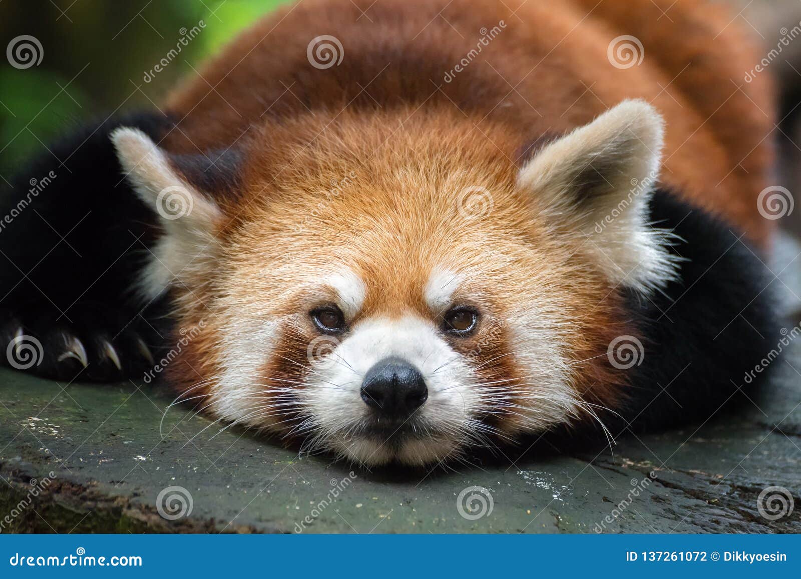 Red panda sleeping stock photo. Image of exotic, orange - 137261072