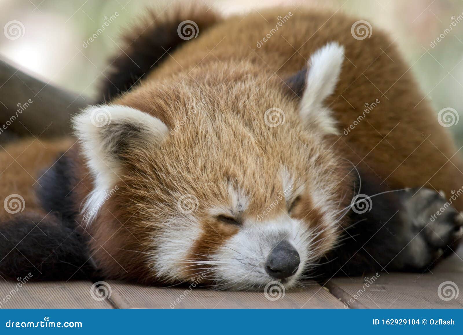 The red panda is sleeping stock photo. Image of animal - 162929104