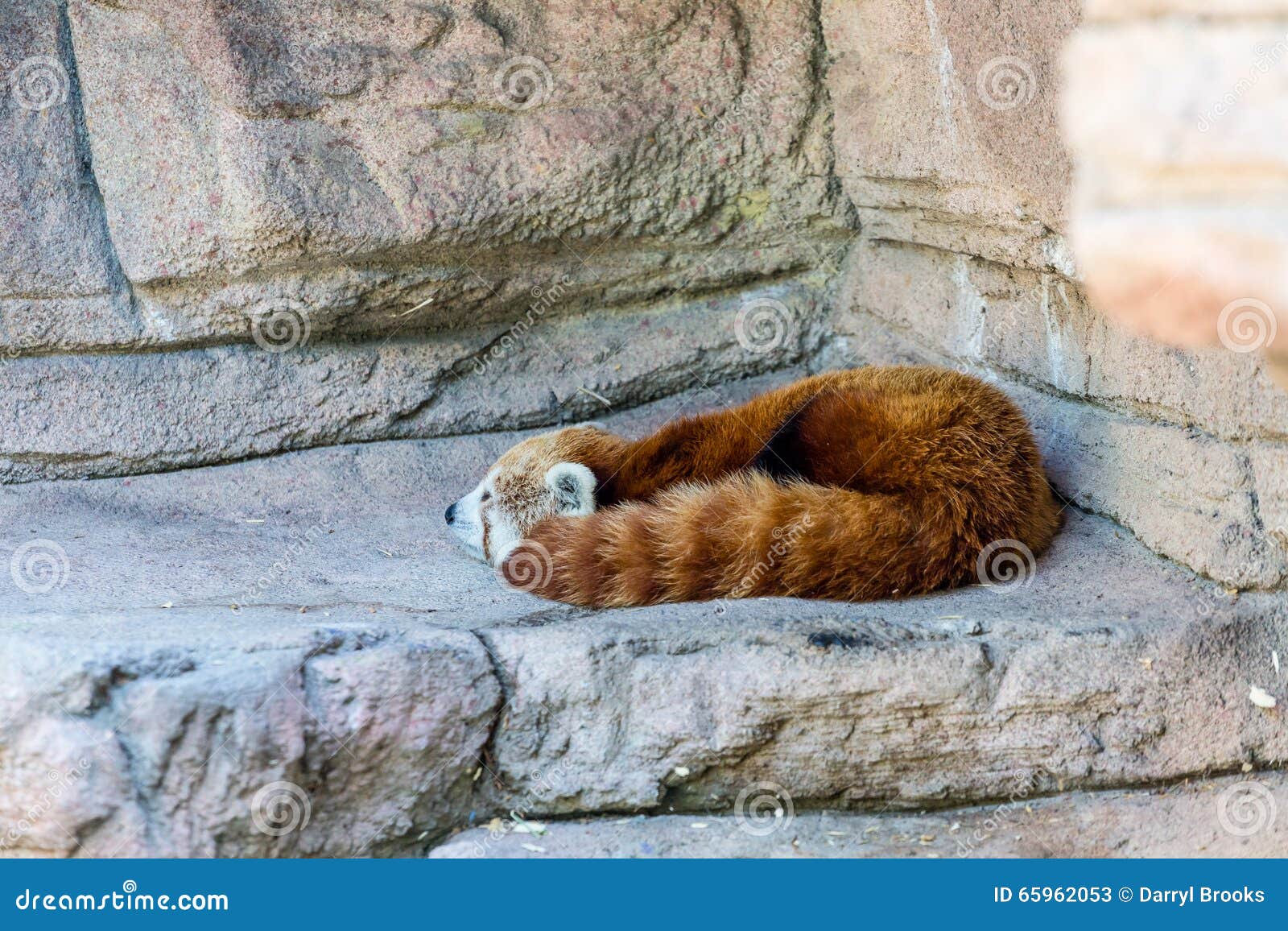 Red Panda Sleeping stock image. Image of firefox, wildlife - 65962053
