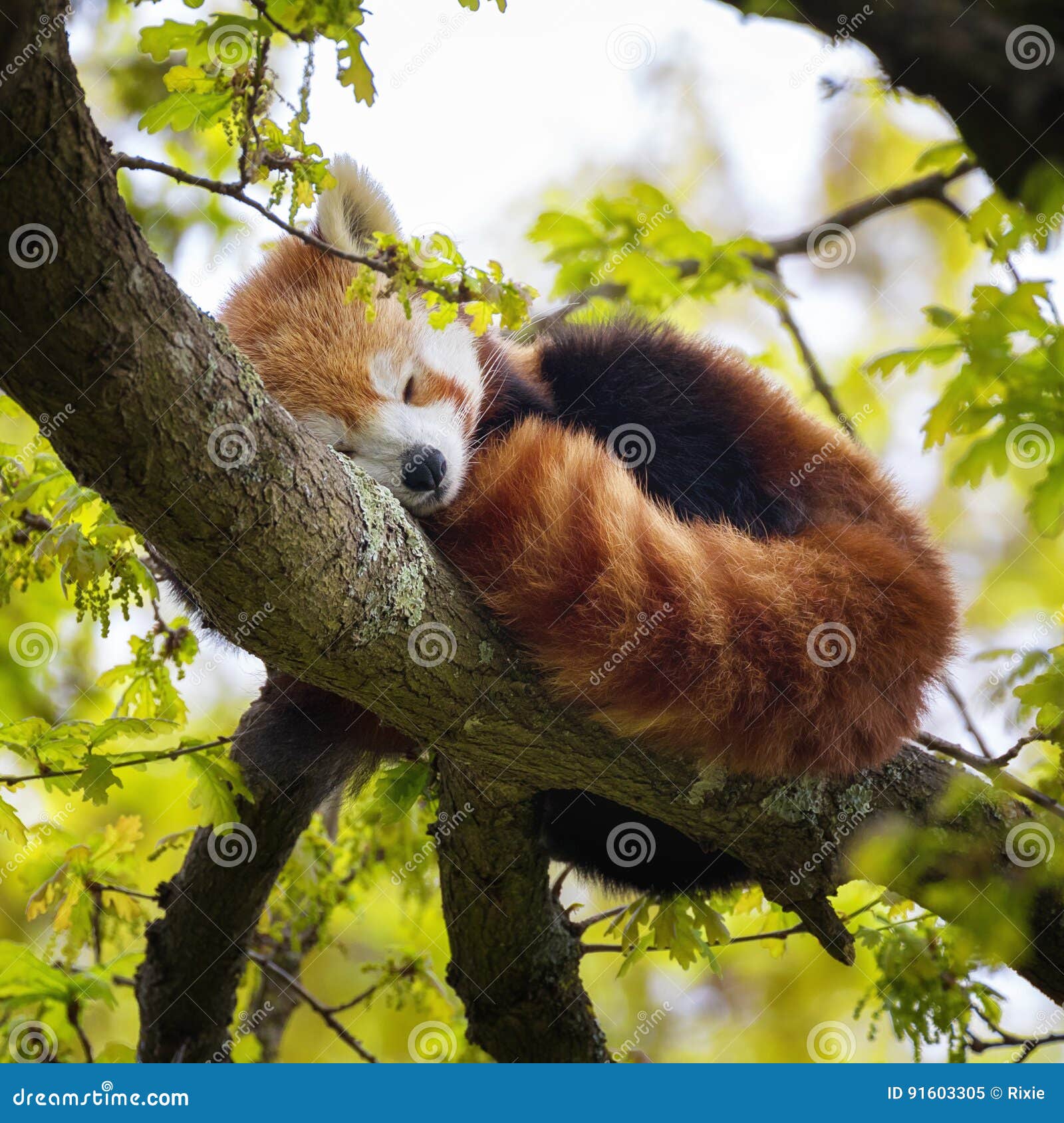 Red Panda Sleeping in a Tree Stock Image - Image of rare, indigenous ...