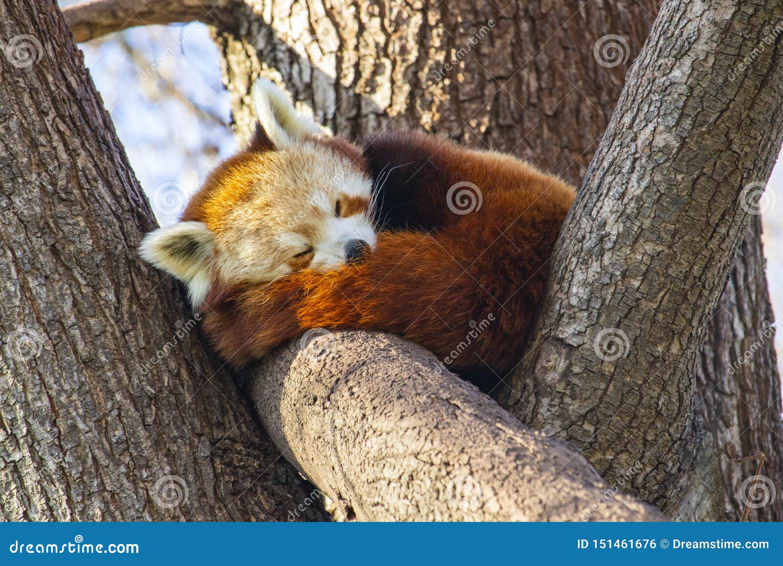 Red Panda Sleeping in a Tree Stock Photo - Image of animals, mammal ...