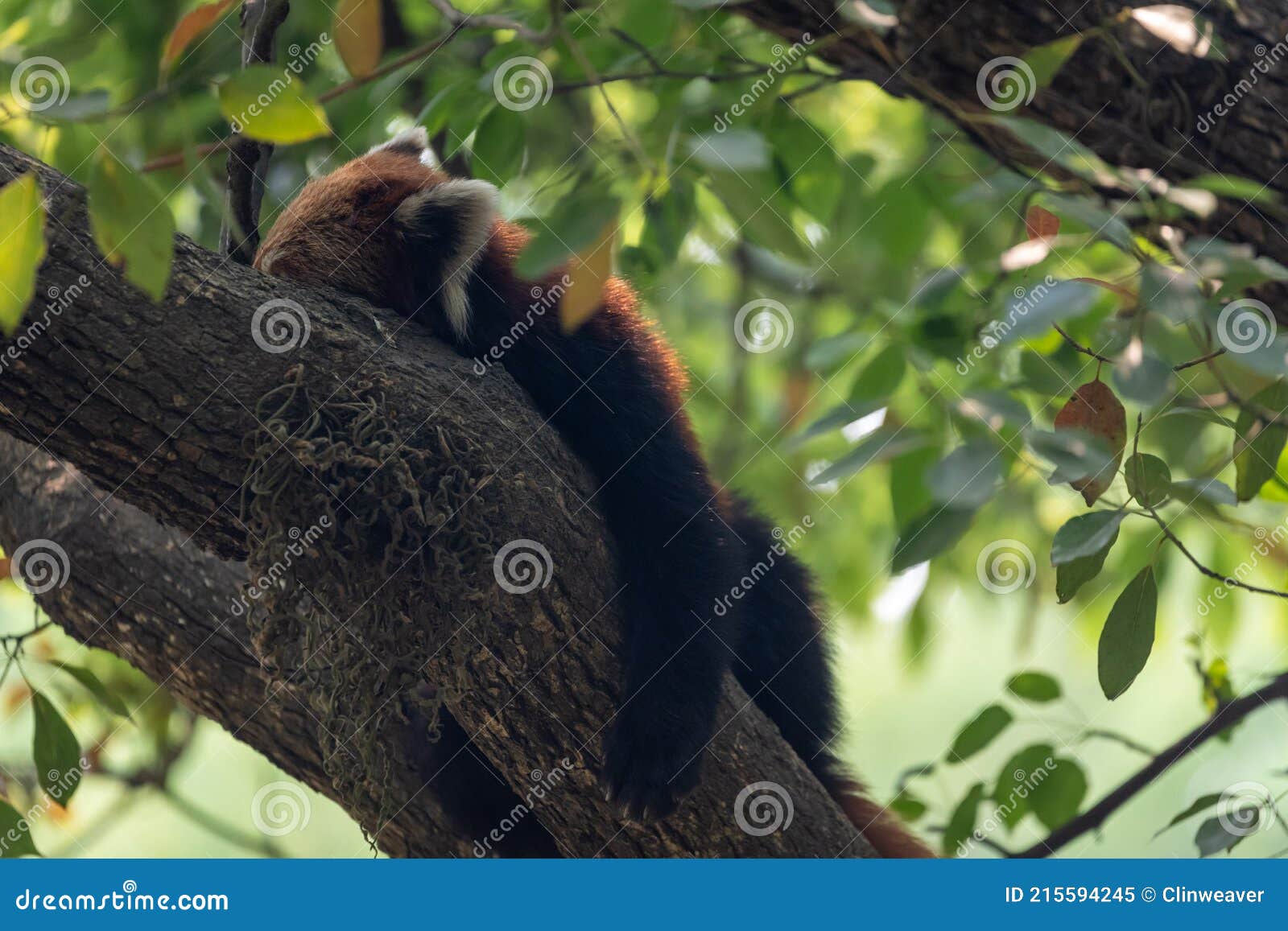 Red Panda Sleeping in Tree stock image. Image of environment - 215594245