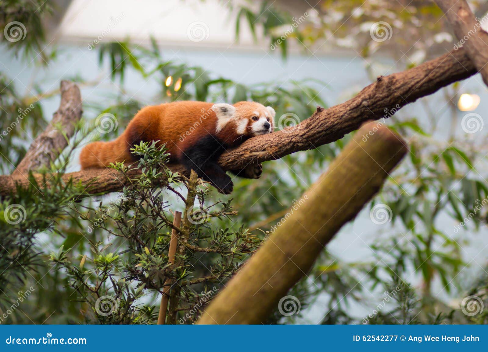 Red Panda sleeping stock image. Image of animal, fulgens - 62542277