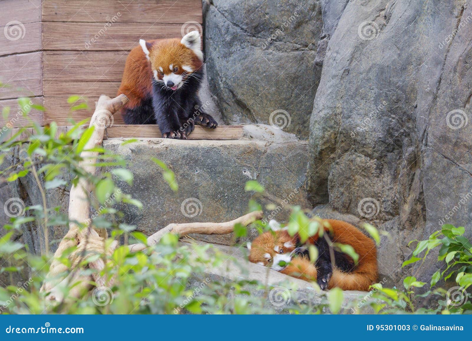 Red Panda small Panda stock image. Image of bear, small - 95301003