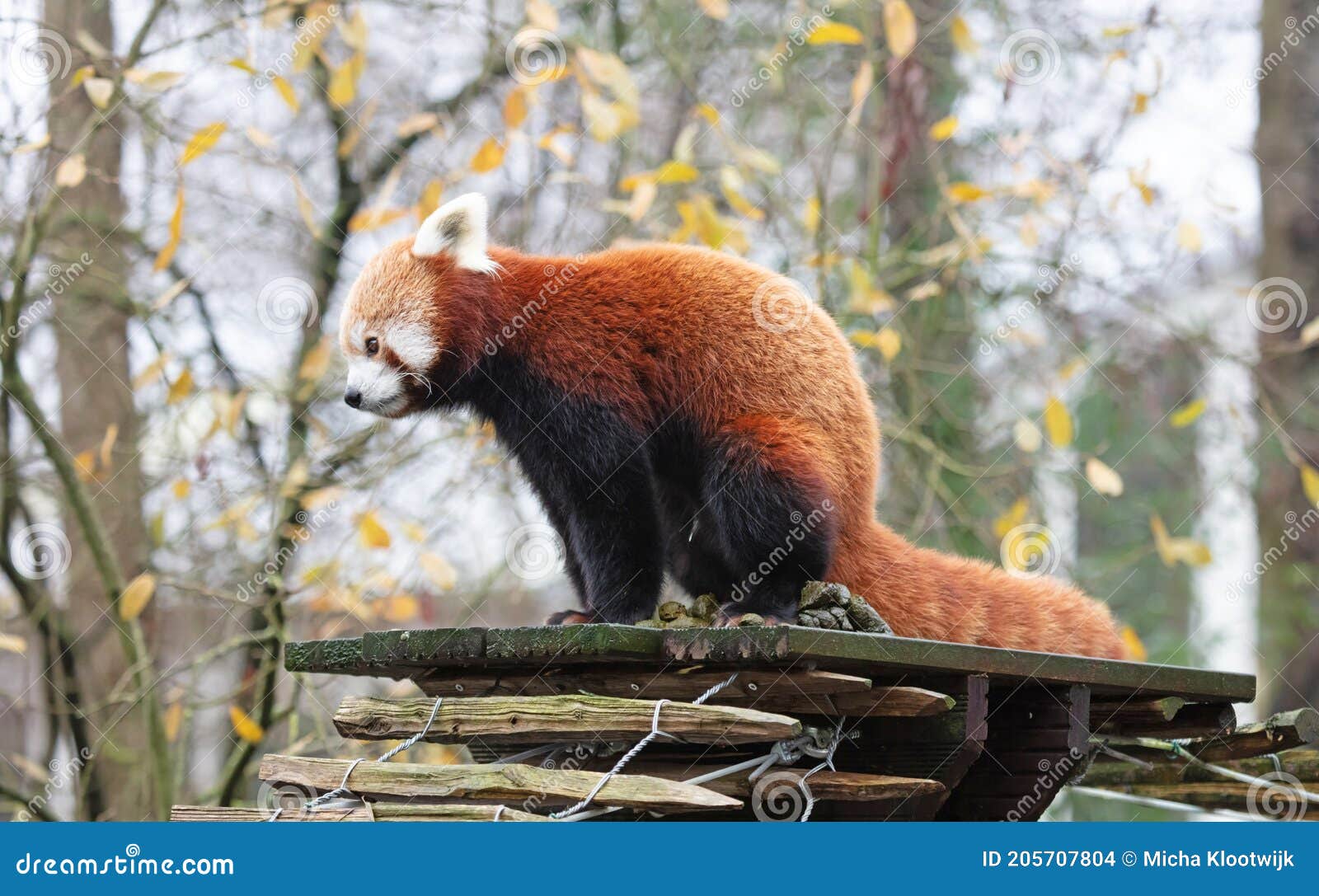 Red panda smelling pooing stock photo. Image of animal - 205707804