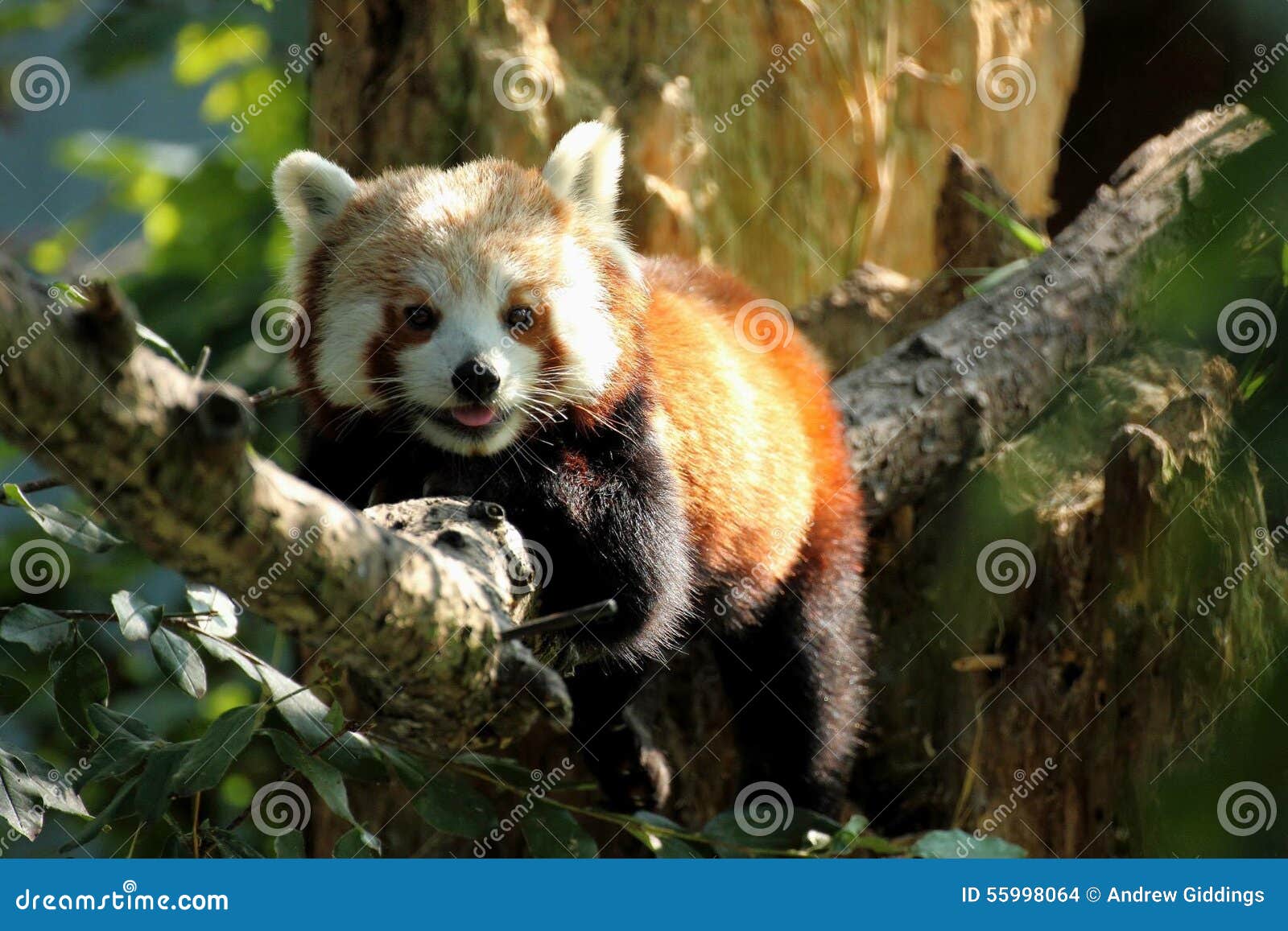 Smiling Red Panda