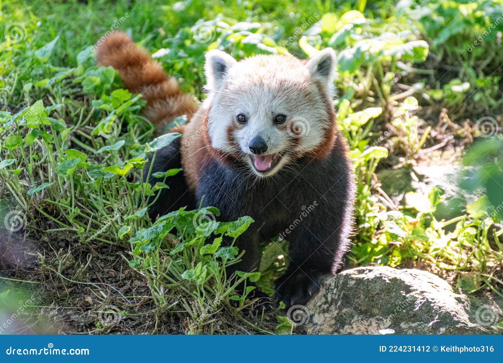 Red Panda Snarling at the Camera Stock Photo - Image of bamboo, foliage ...