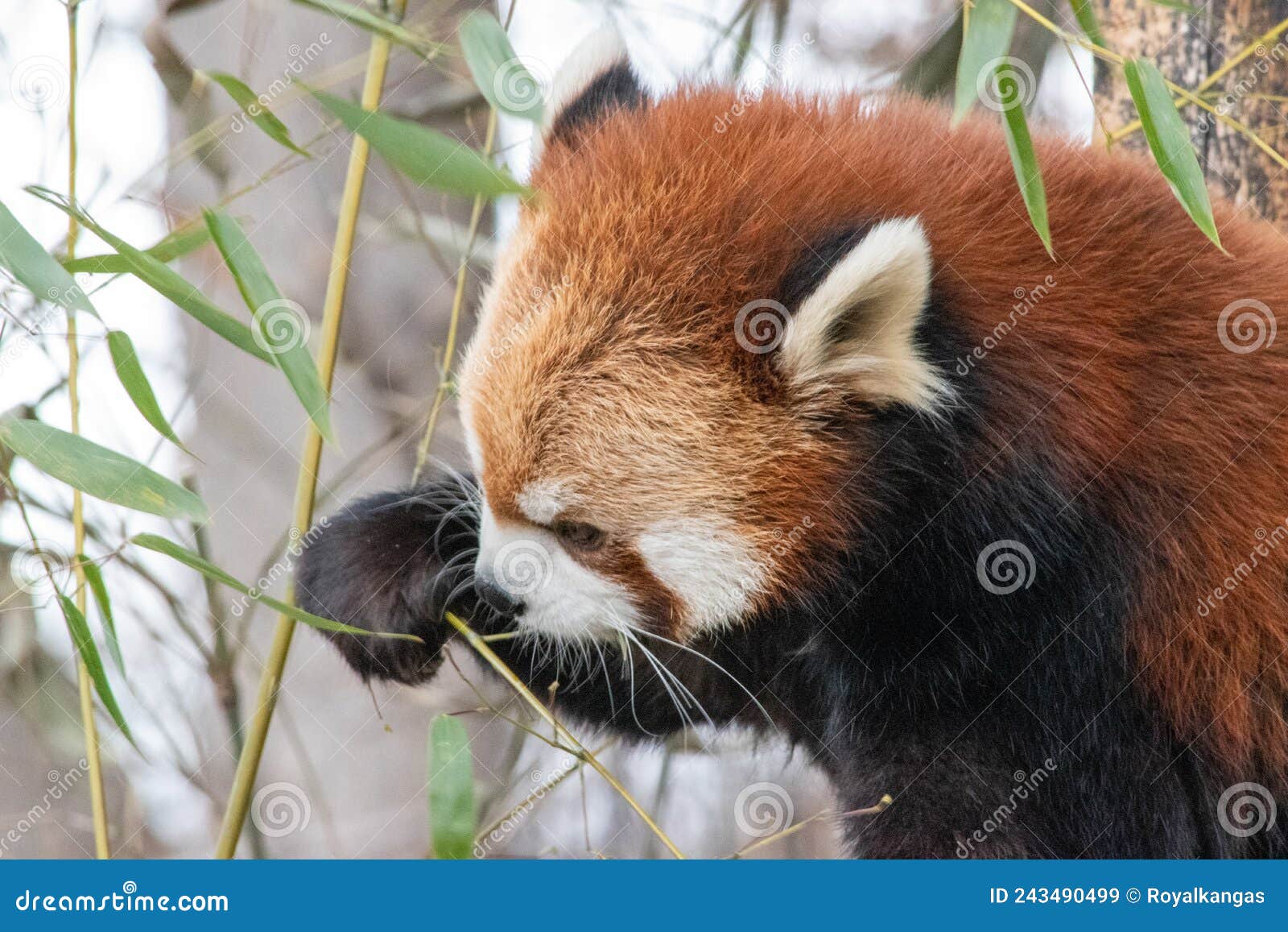 Red Panda sniffing bamboo stock image. Image of captivity - 243490499