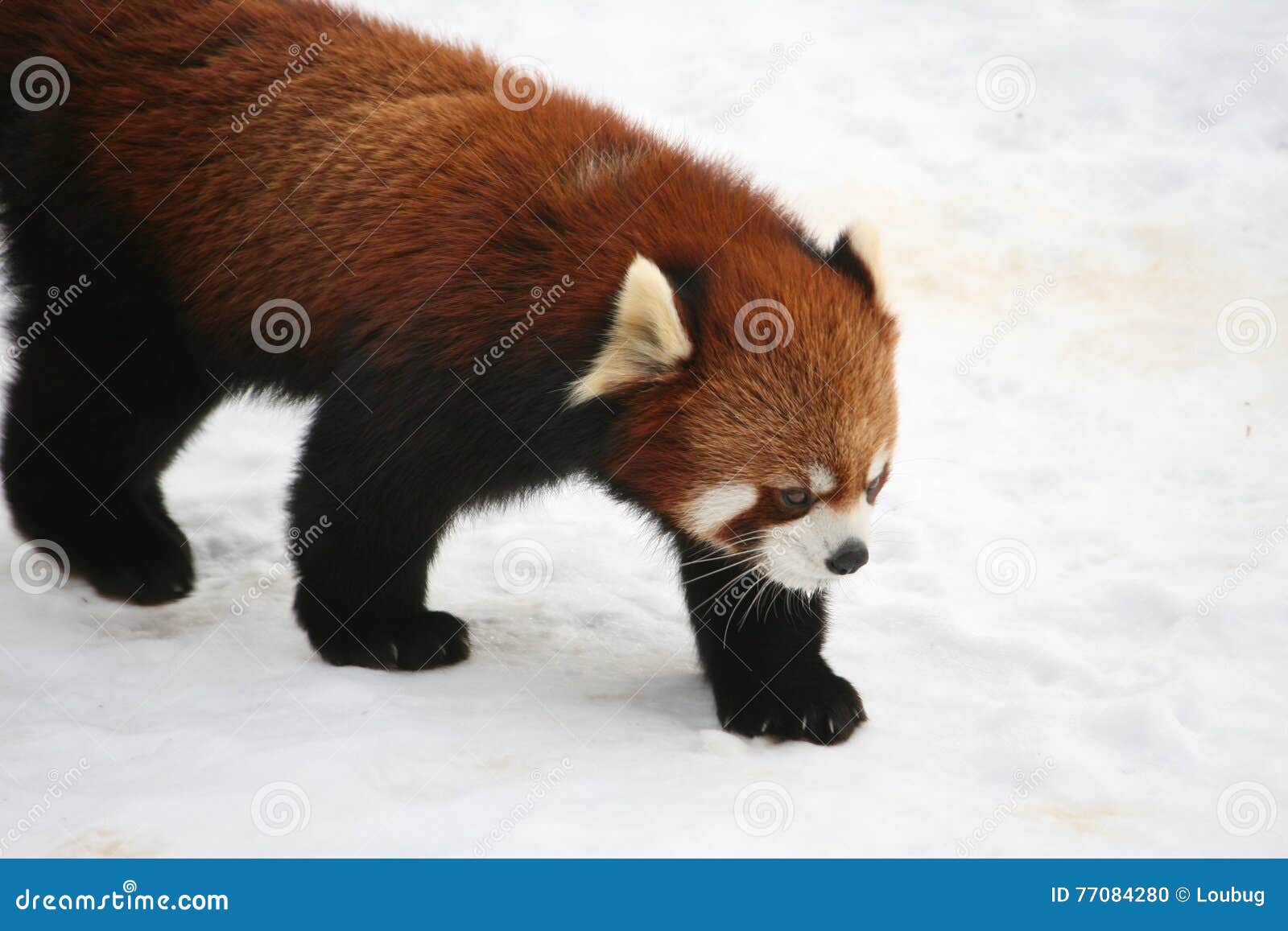 Red Panda stock photo. Image of youngredpanda, redbearcat - 77084280