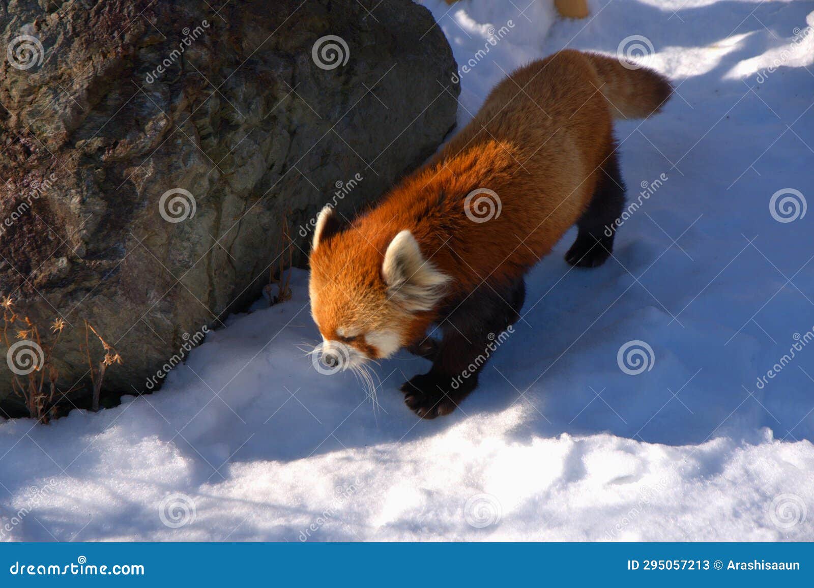 Red Panda in the snow stock image. Image of conservation - 295057213