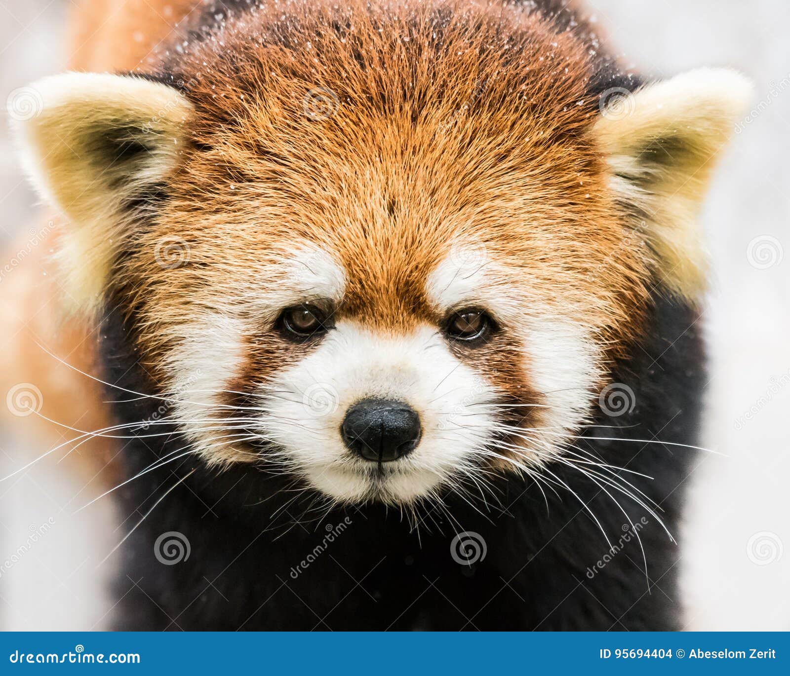 Red Panda in Snow III stock photo. Image of mammal, lesser - 95694404