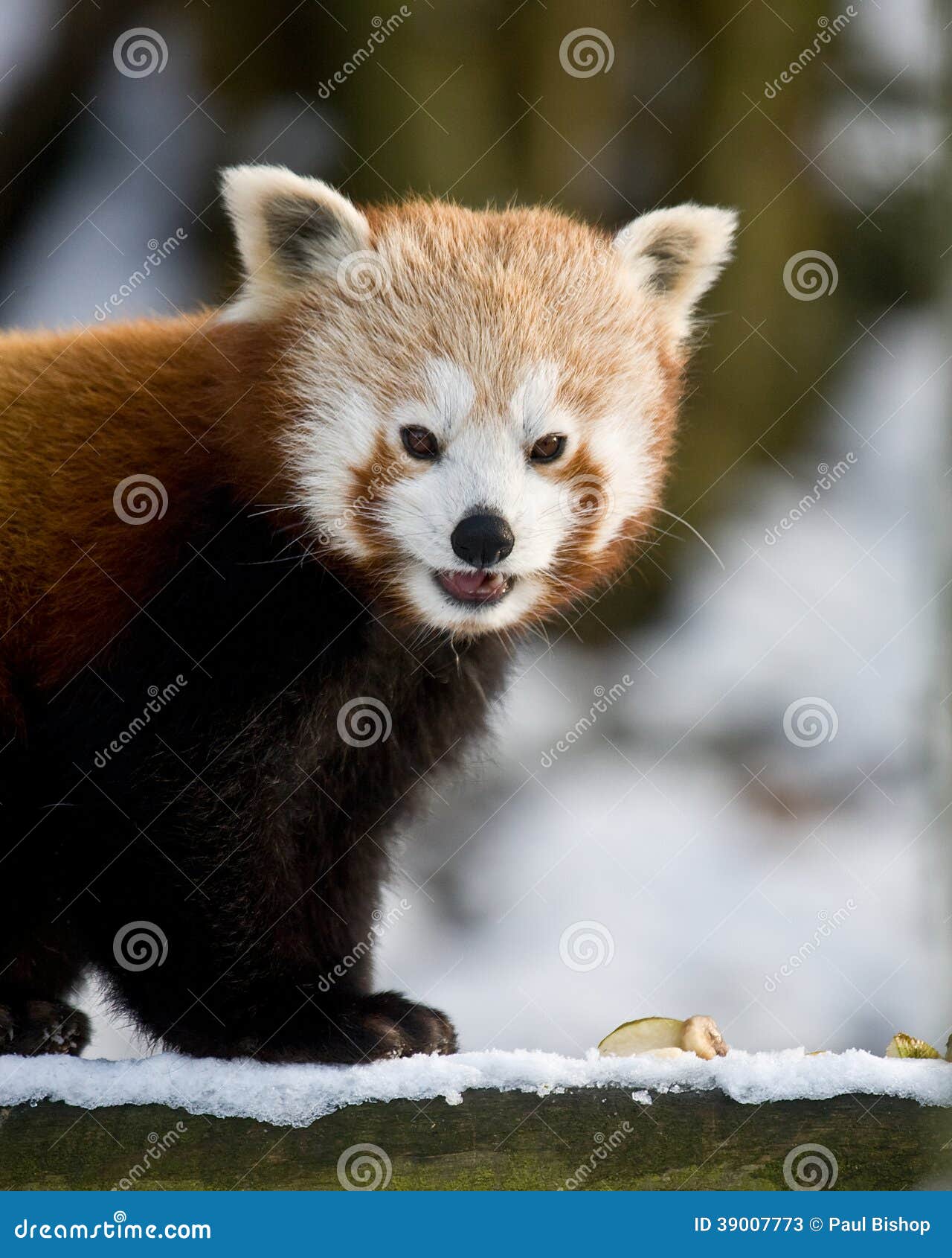 Red Panda stock image. Image of snow, bear, panda, close - 39007773