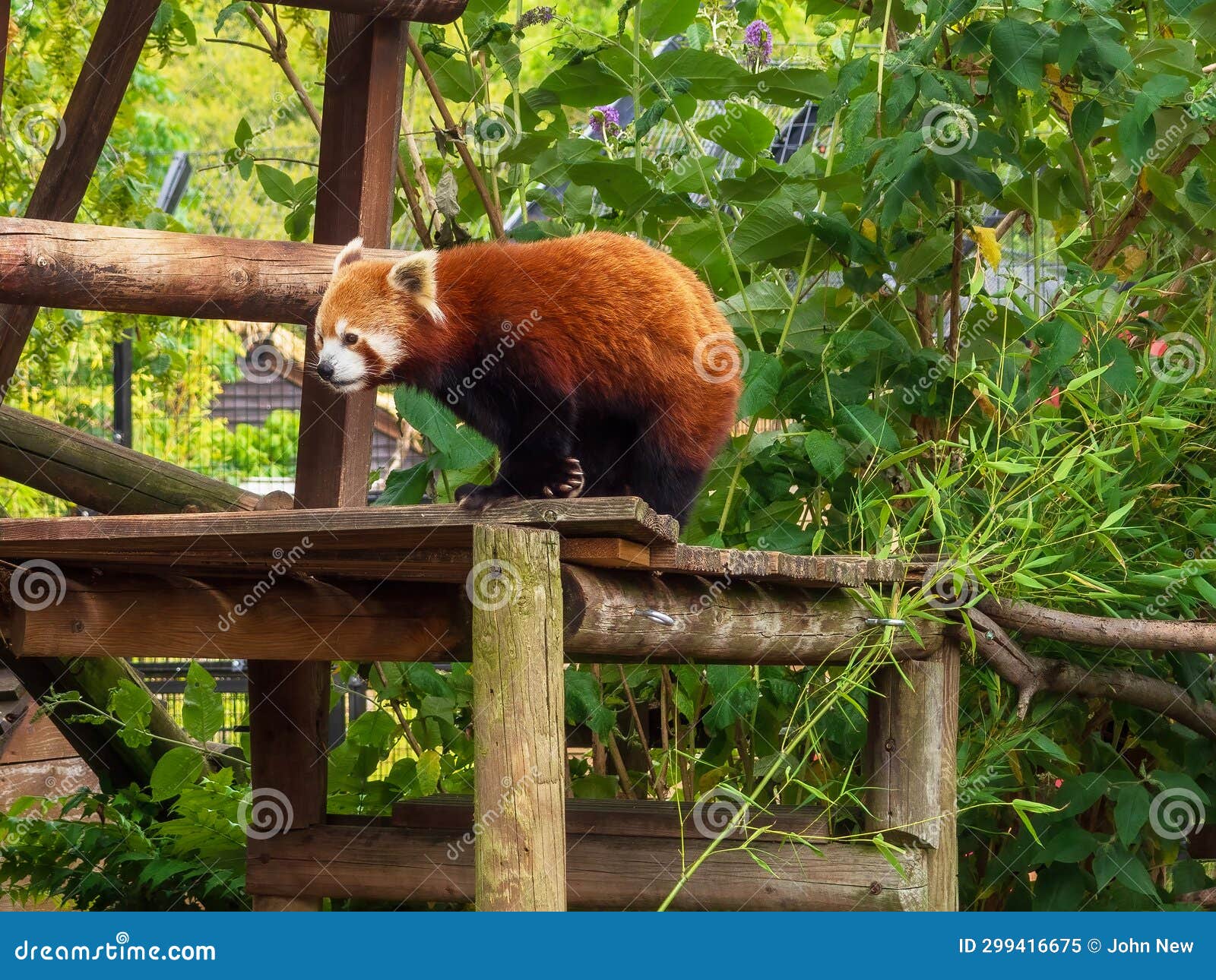 Red Panda Standing Up On A Box Stock Photography | CartoonDealer.com ...