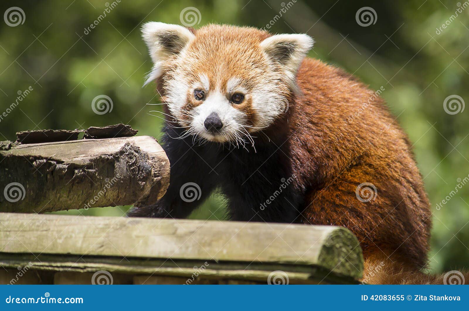 Red panda stock image. Image of tree, green, wildlife - 42083655