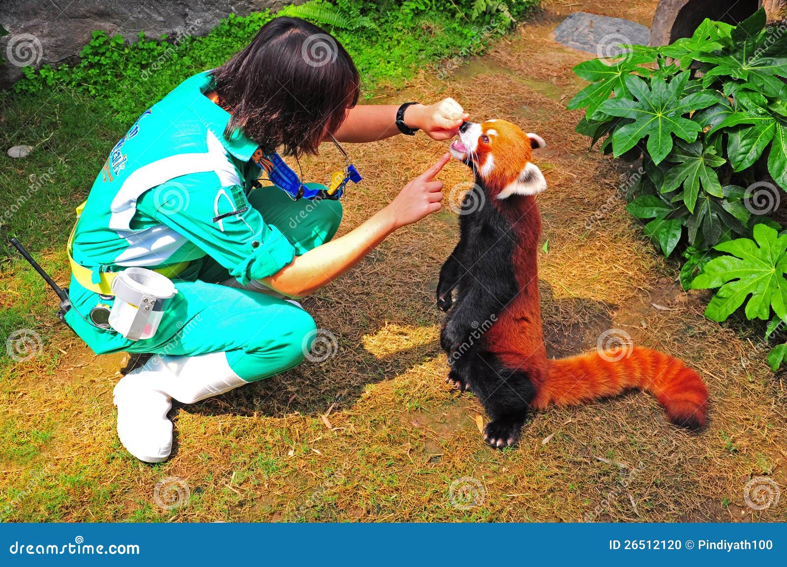 Red panda and trainer editorial image. Image of obedient - 26512120