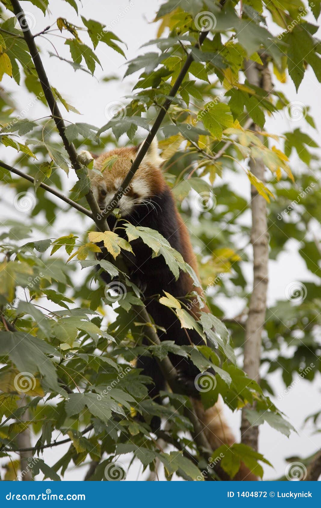 Red panda in tree stock photo. Image of outdoors, climbing - 1404872