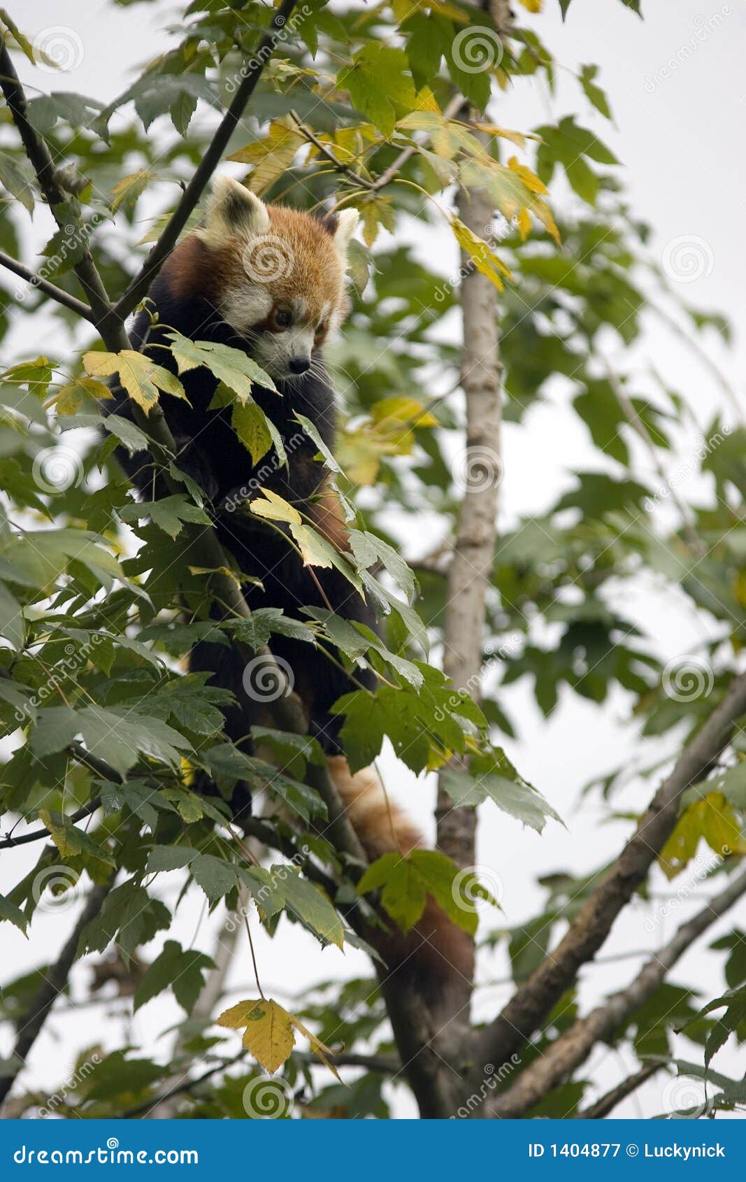 Red Panda in a tree stock image. Image of wild, leaves - 1404877