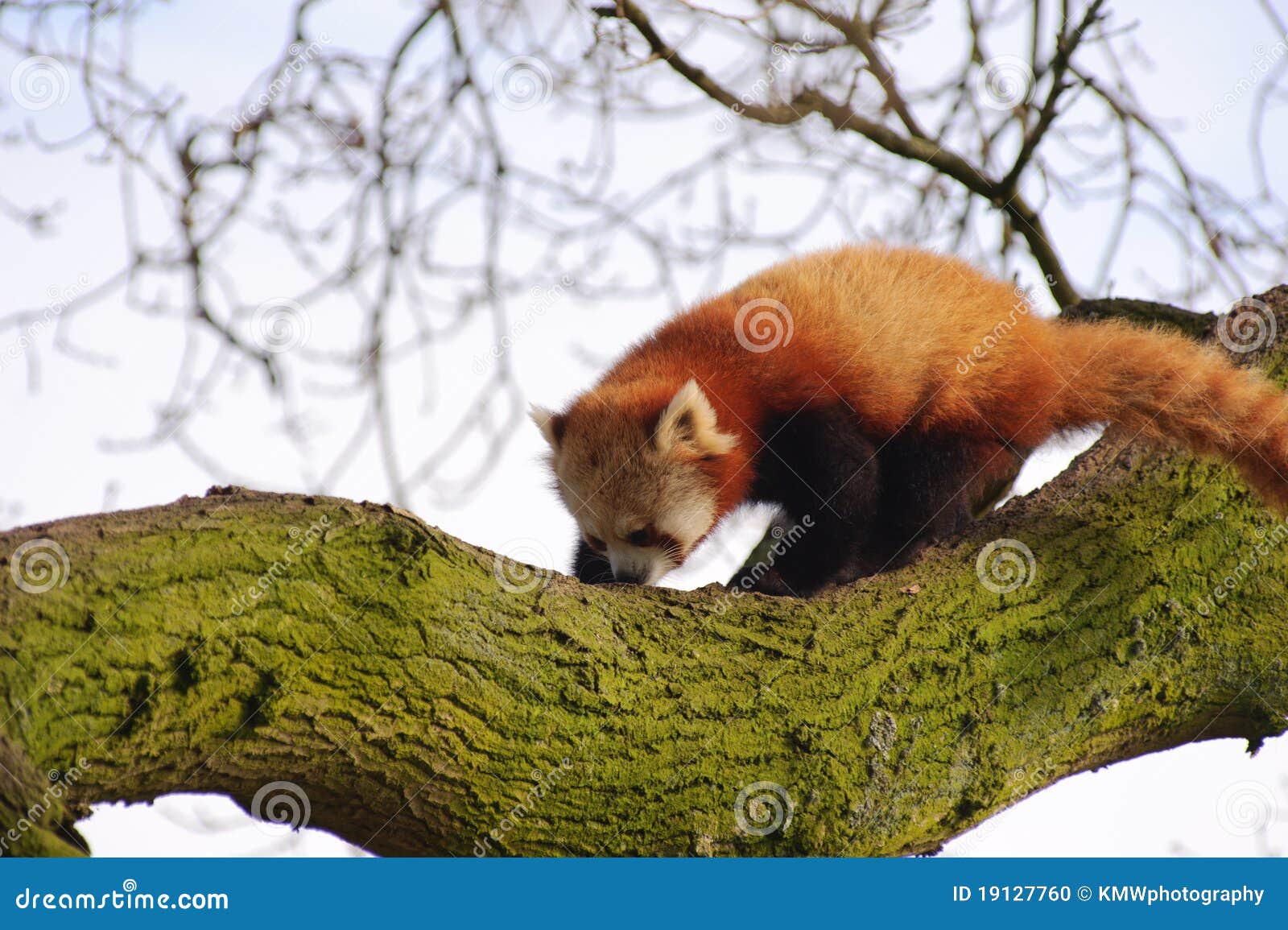 Red panda in tree stock photo. Image of bear, nature - 19127760