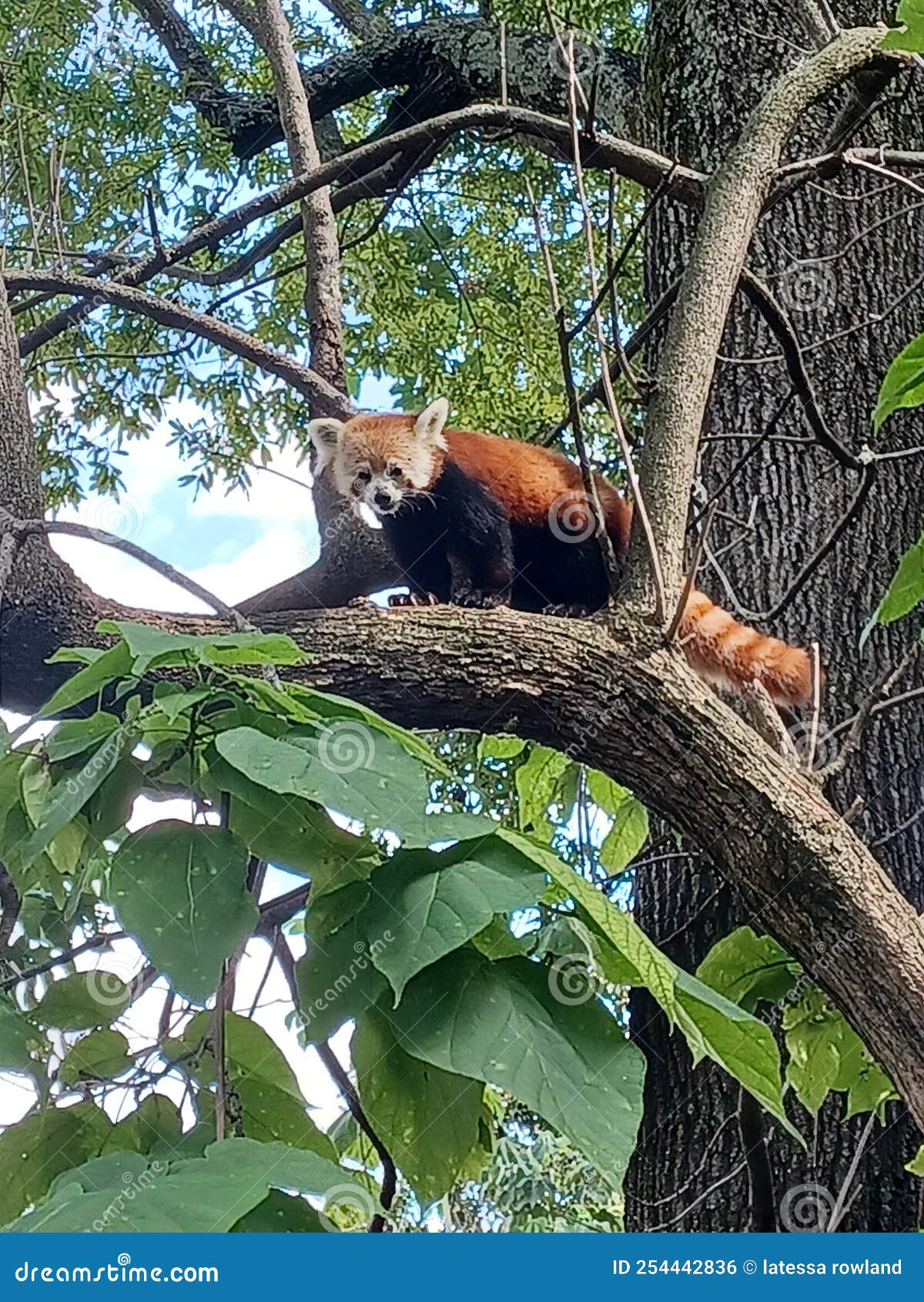 Red panda in tree stock photo. Image of trunk, bird - 254442836