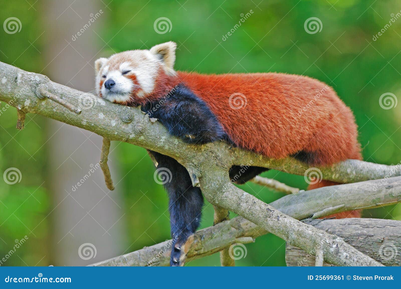 Red panda on a tree stock image. Image of biome, panda - 25699361