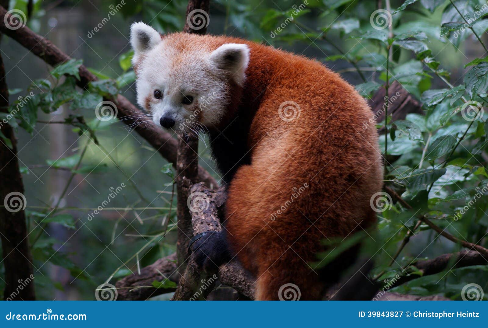 Red Panda stock image. Image of nature, tree, panda, face - 39843827
