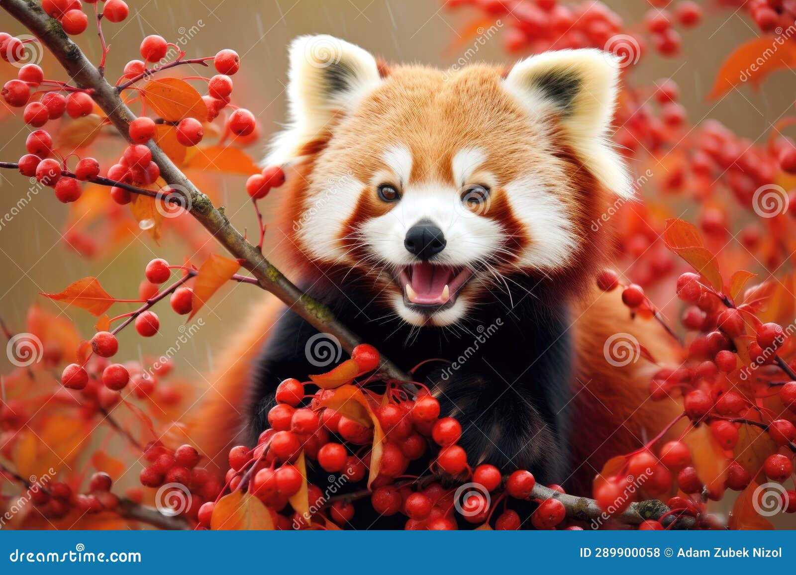 A Red Panda in a Tree with Berries Stock Illustration - Illustration of ...