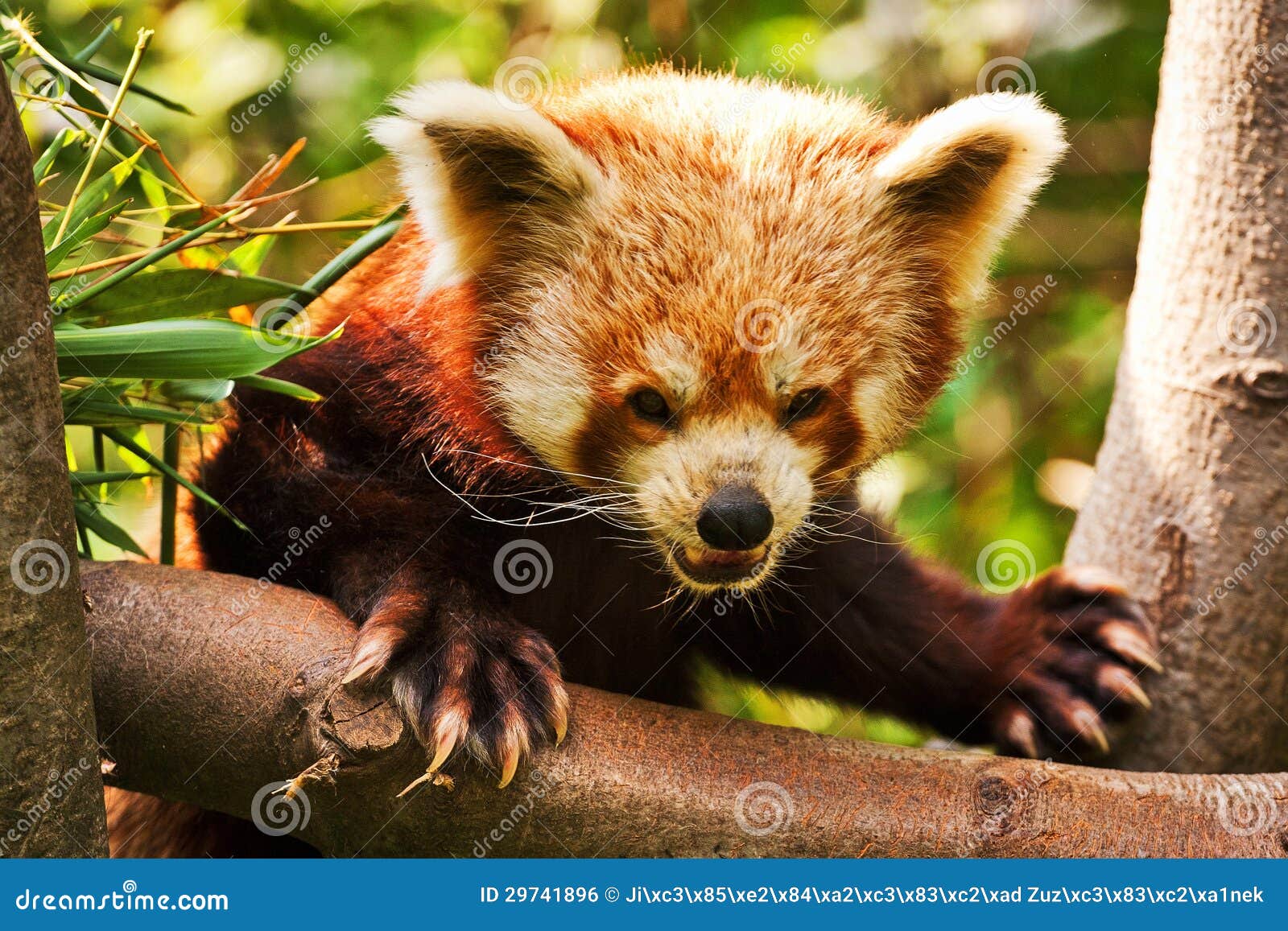 Panda red stock photo. Image of lazy, chinese, fulgens - 29741896