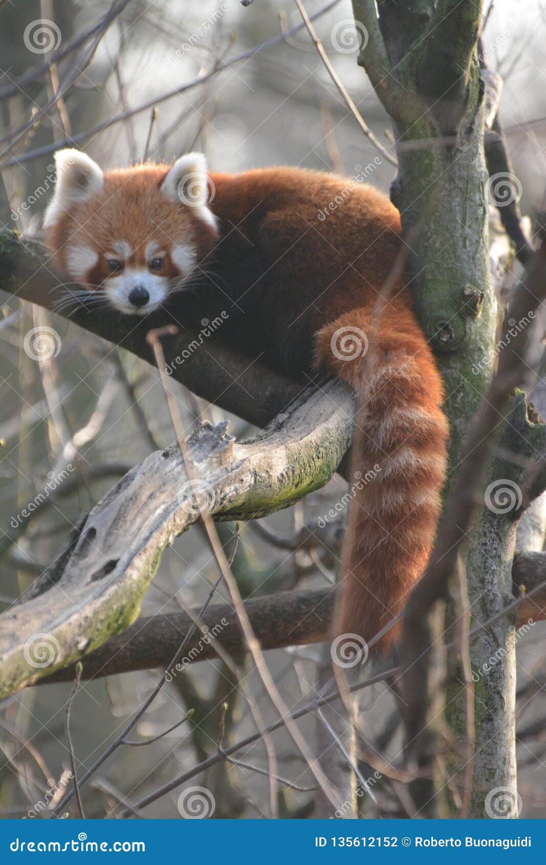 Red panda on a tree branch stock photo. Image of fire - 135612152