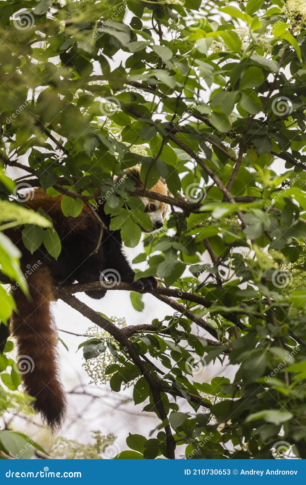 Red panda on a tree branch stock image. Image of ailurus - 210730653