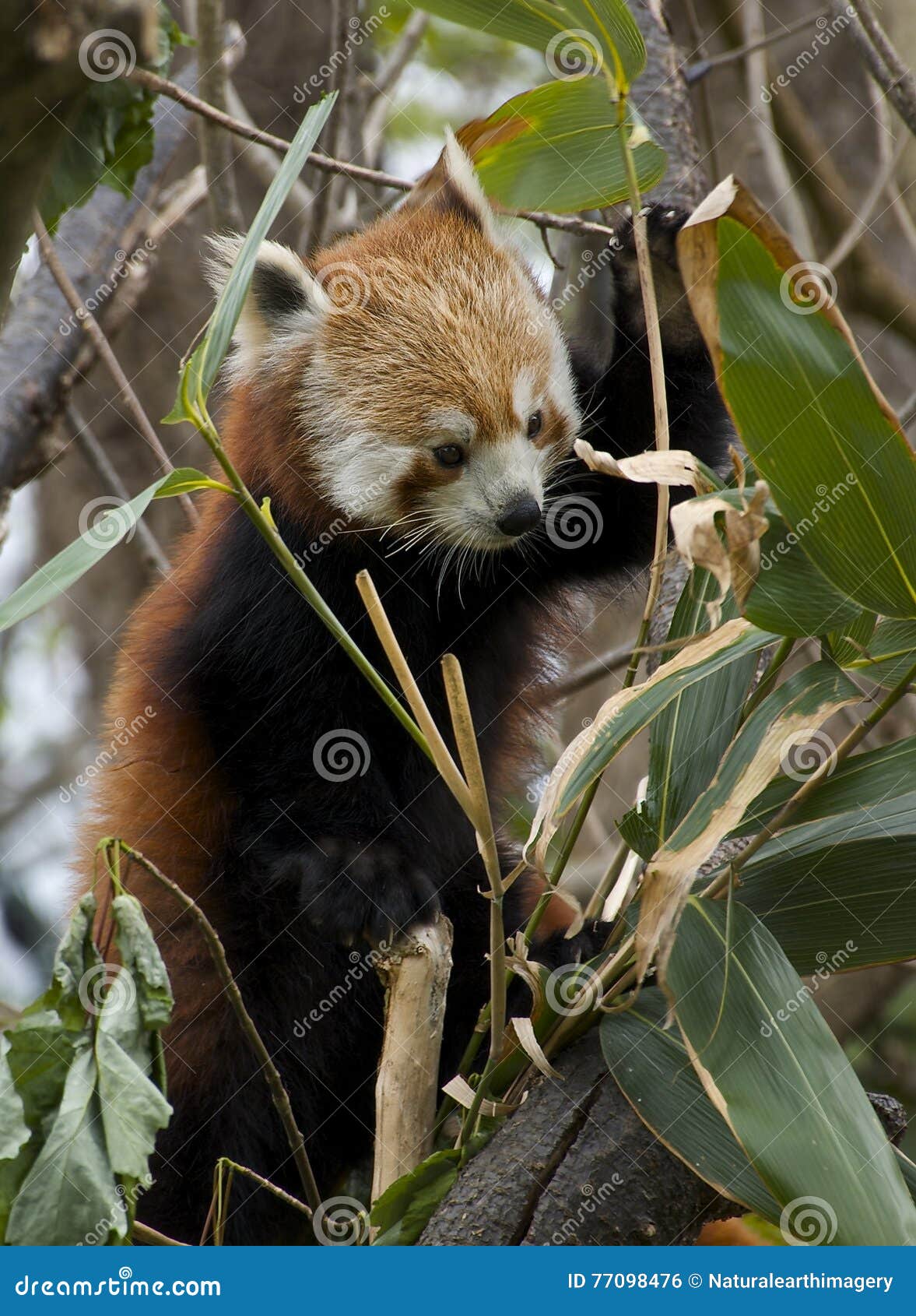 Red Panda in a tree stock photo. Image of rare, himalayas - 77098476