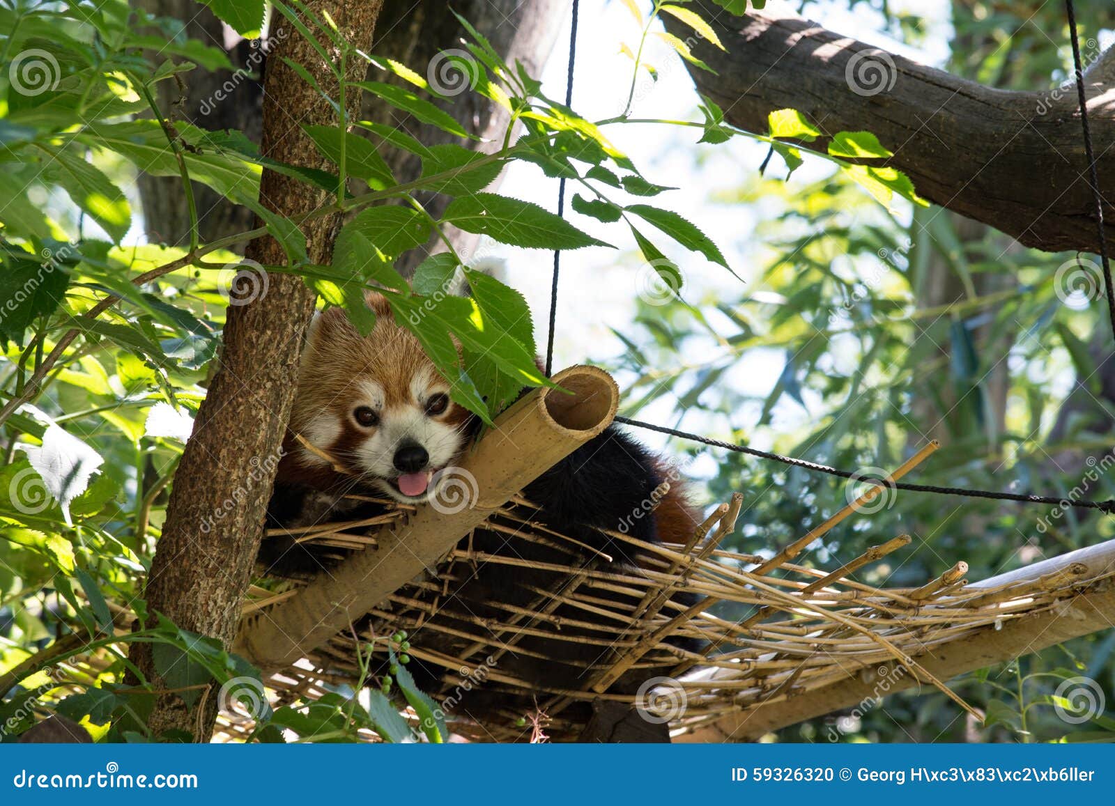 Red panda in a tree stock photo. Image of panda, green - 59326320