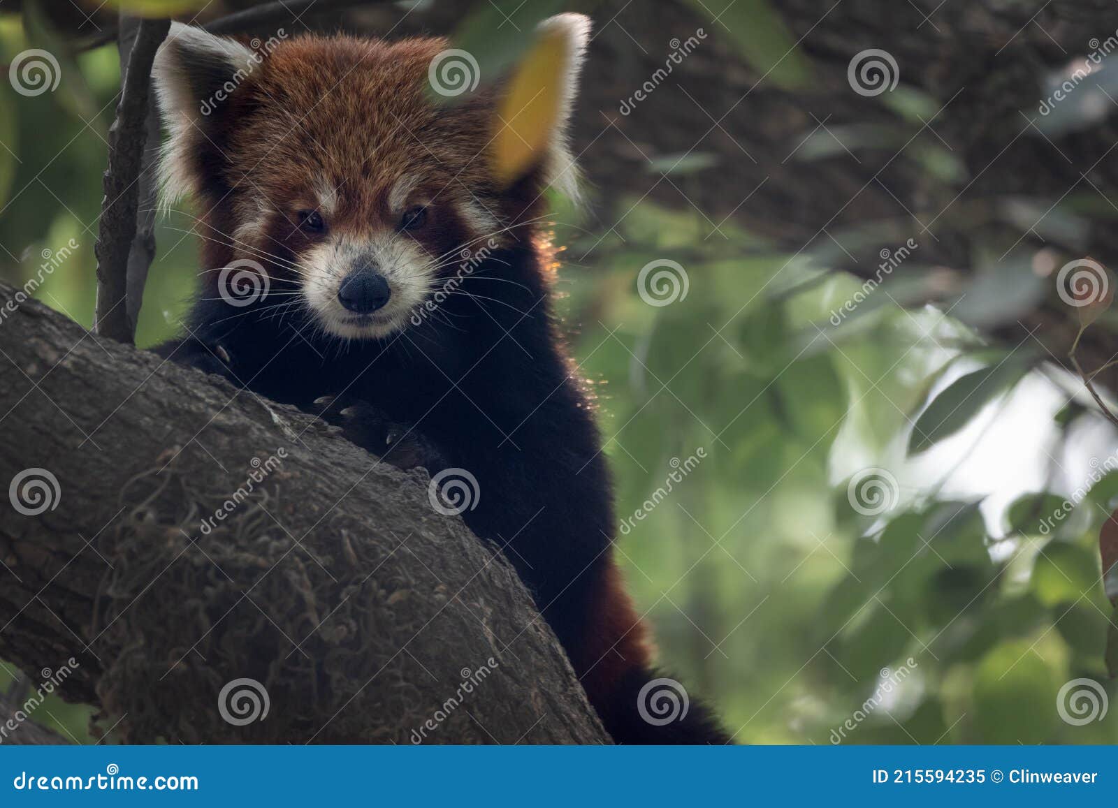 Red Panda in Tree stock image. Image of asia, outdoor - 215594235