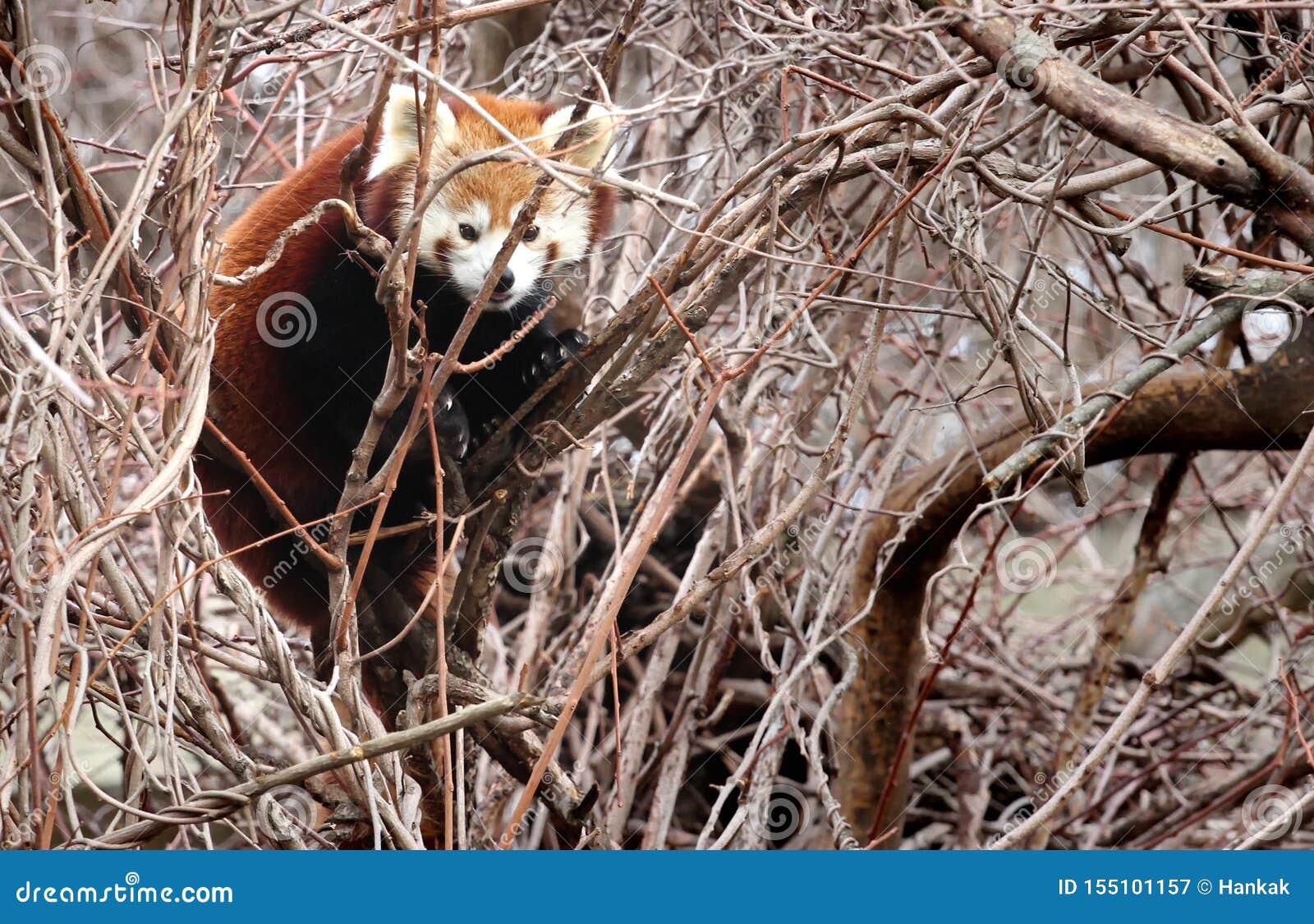 Red panda in tree stock image. Image of fulgens, bamboo - 155101157