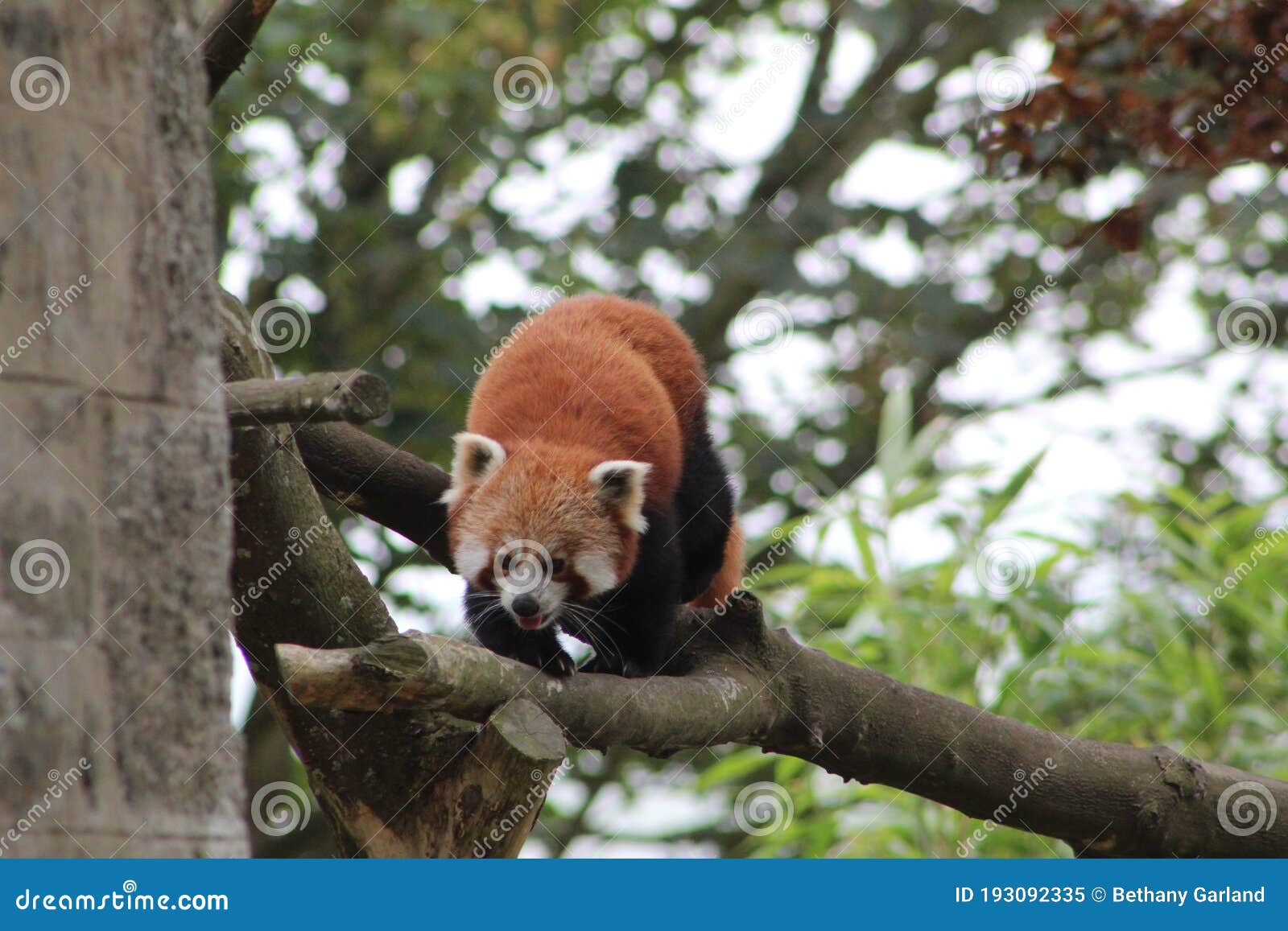 Red panda in a tree stock image. Image of jungle, primate - 193092335