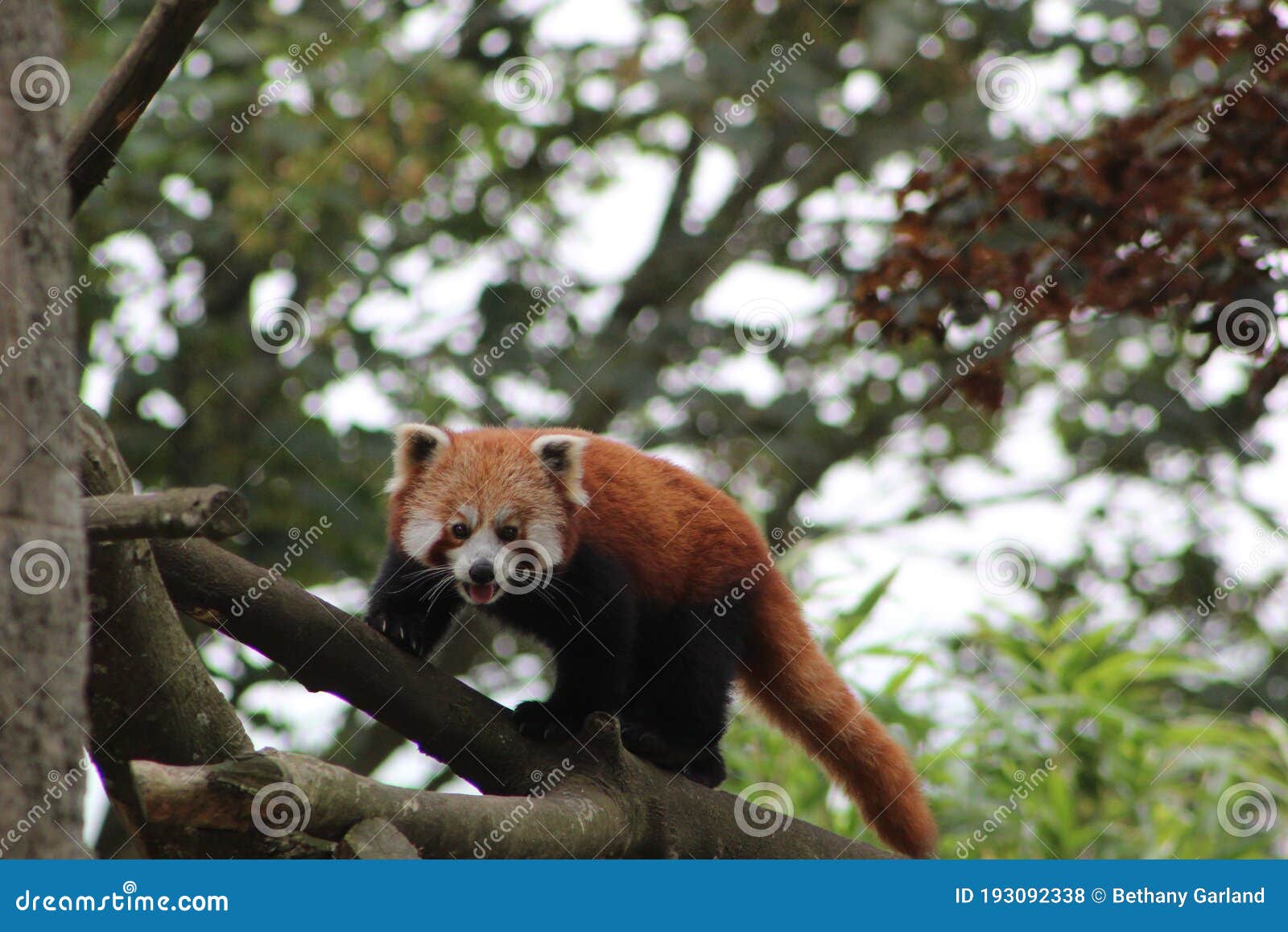 Red panda in a tree stock photo. Image of primate, macaque - 193092338