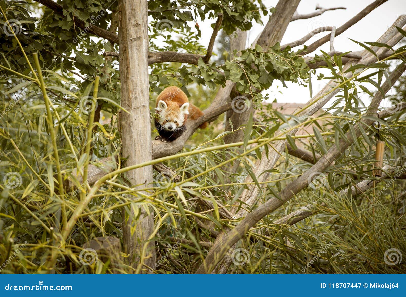 Red panda on a tree stock image. Image of panda, wildlife - 118707447
