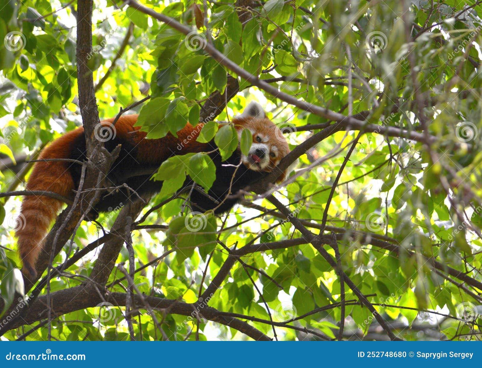 The red panda on a tree stock photo. Image of autumn - 252748680