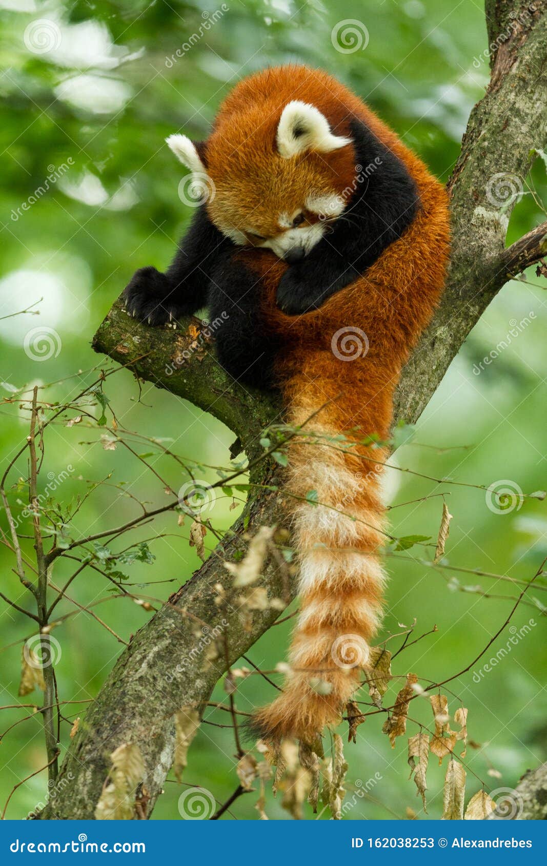 Red panda on the tree stock image. Image of close, background - 162038253