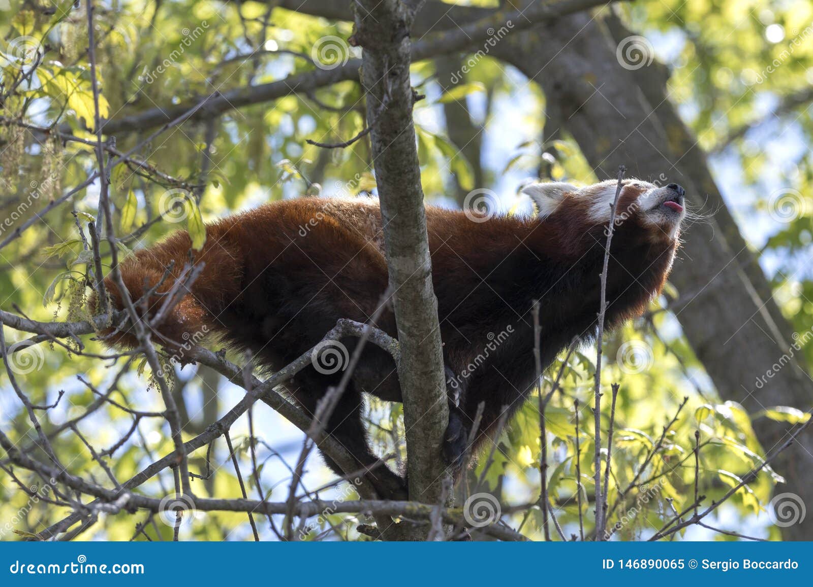 Red panda on a tree stock image. Image of mammal, bamboo - 146890065