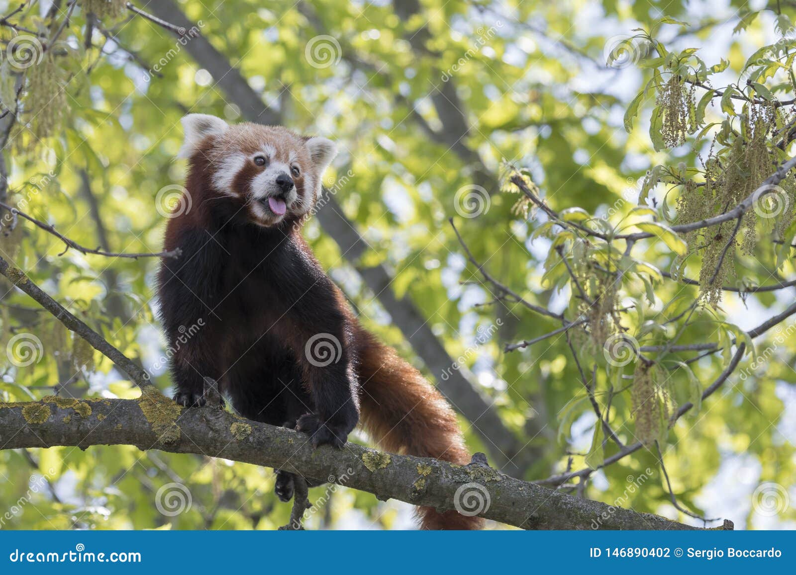 Red panda on a tree stock photo. Image of paws, extinction - 146890402