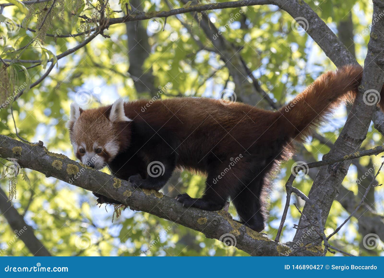 Red panda on a tree stock image. Image of climber, color - 146890427