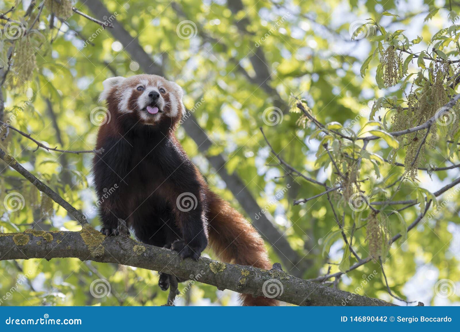Red panda on a tree stock photo. Image of paws, graceful - 146890442