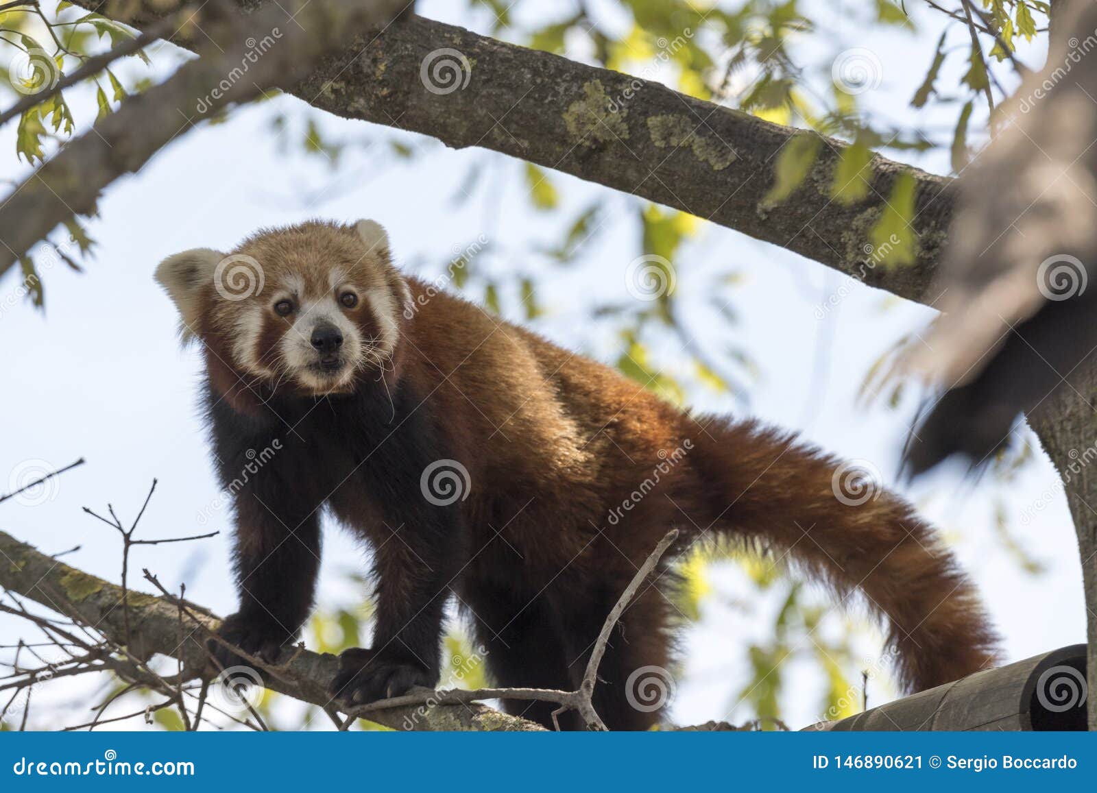 Red panda on a tree stock image. Image of climber, animal - 146890621