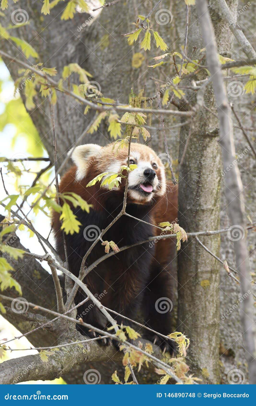 Red panda on a tree stock photo. Image of resting, climber - 146890748