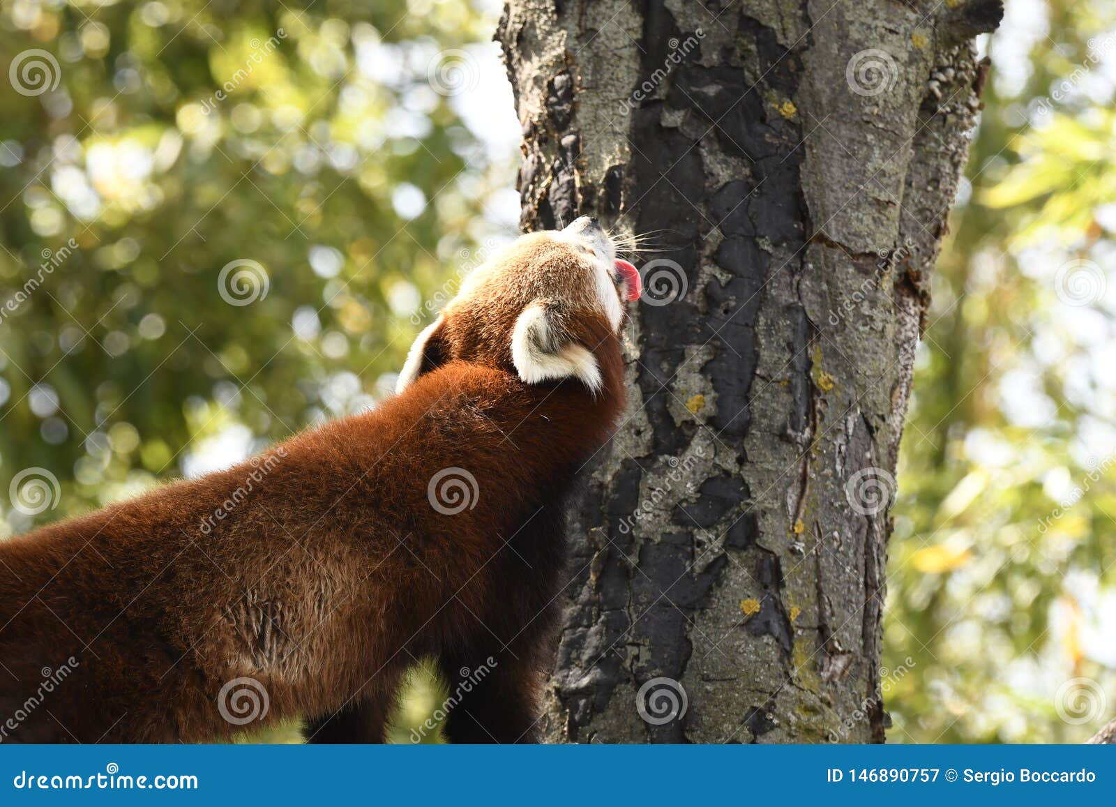 Red panda on a tree stock image. Image of tree, leaves - 146890757